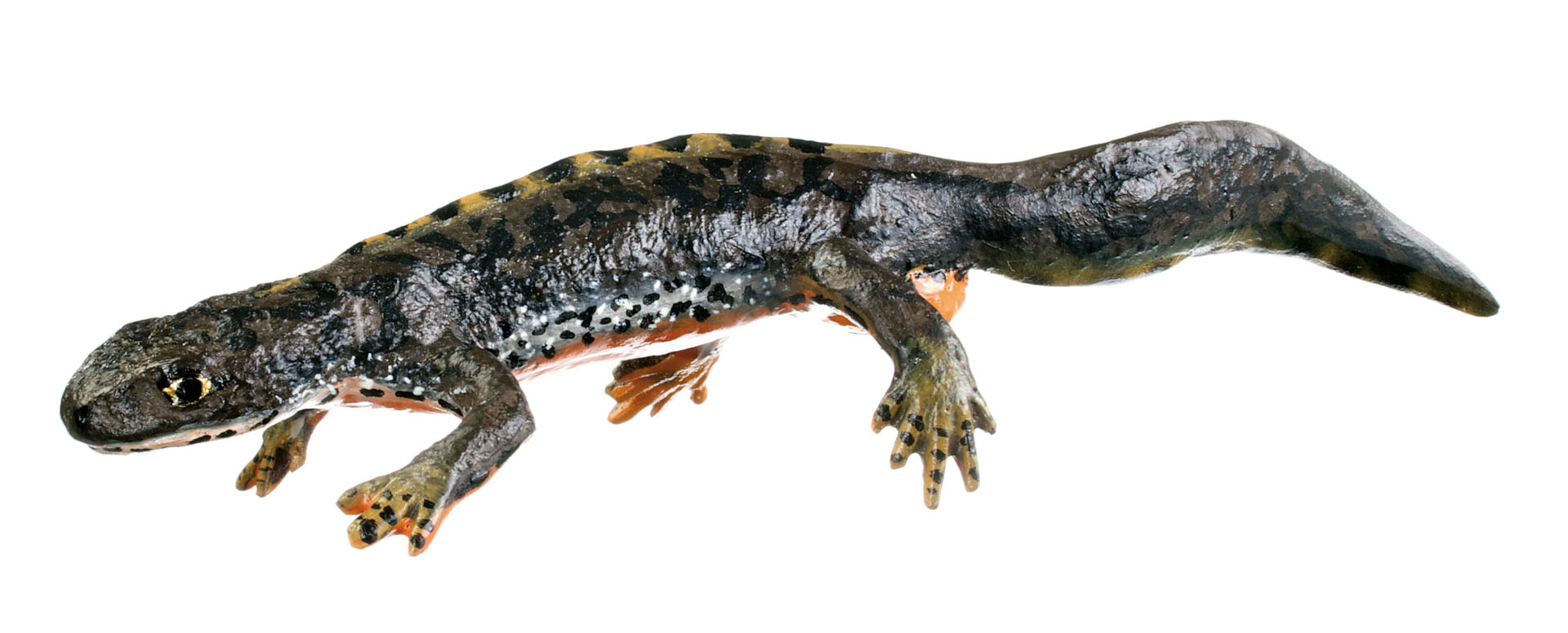 Alpine Newt in Its Terrestrial Form, Male - Adam,Rouilly