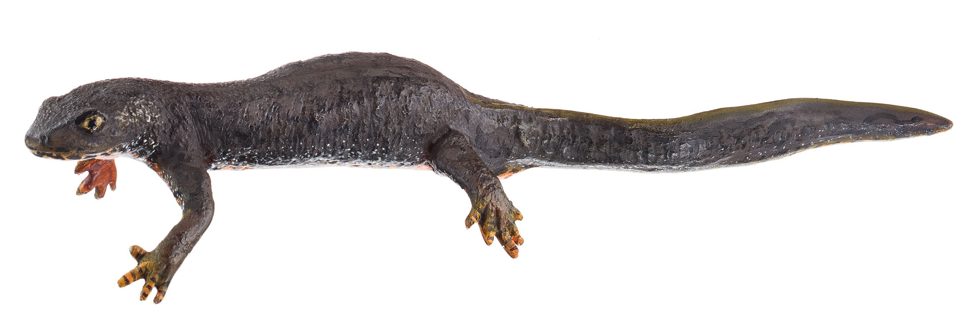 Alpine Newt in Its Terrestrial Form, Female - Adam,Rouilly
