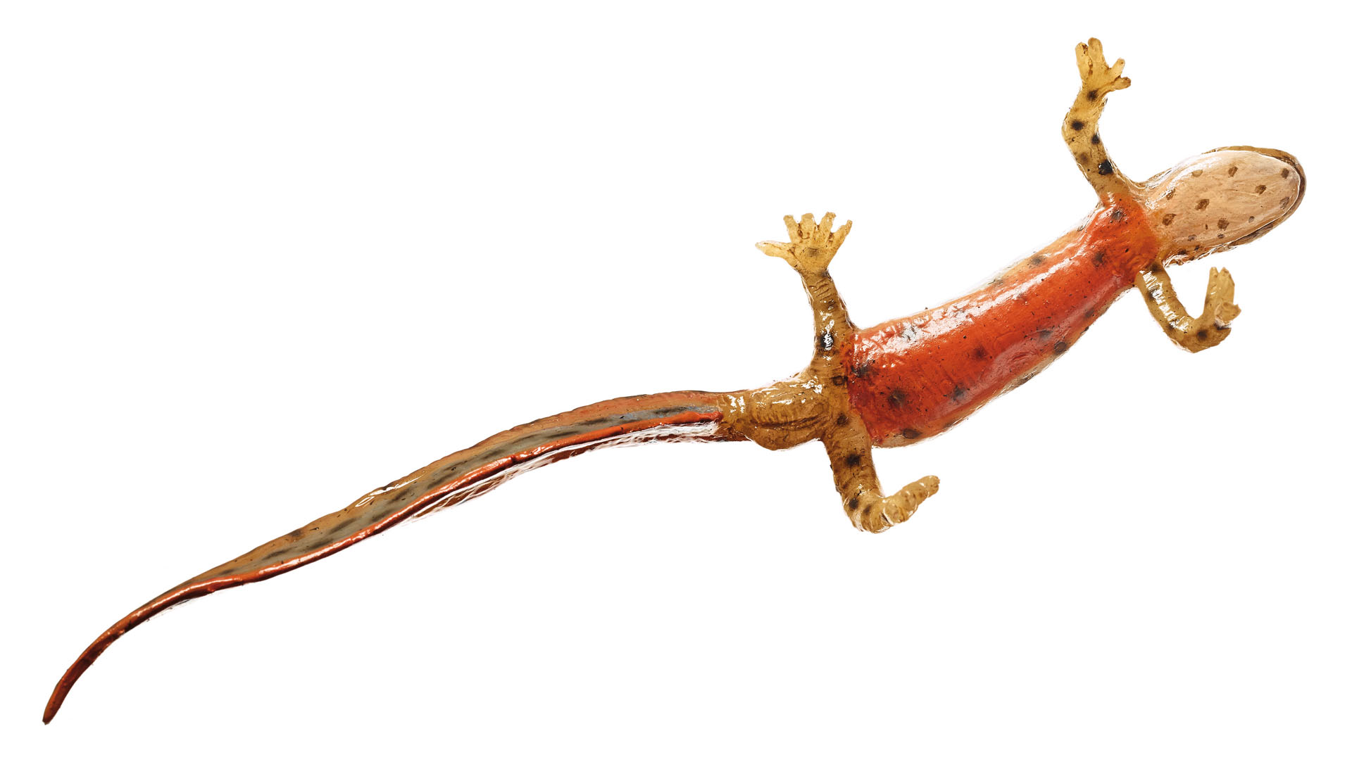 Common Newt in Its Aquatic Form, Male - Adam,Rouilly