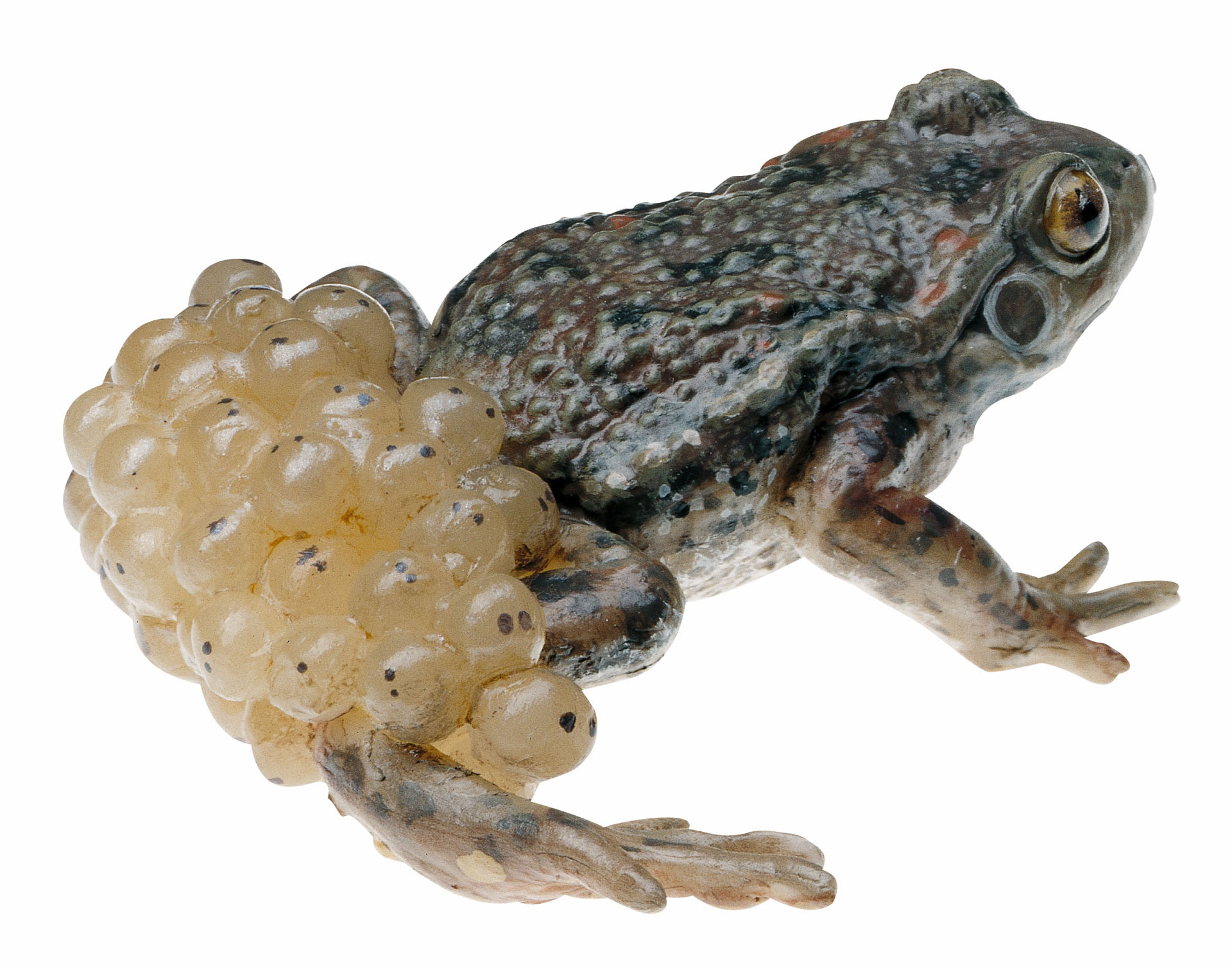Midwife Toad With Spawn, Male - Adam,Rouilly