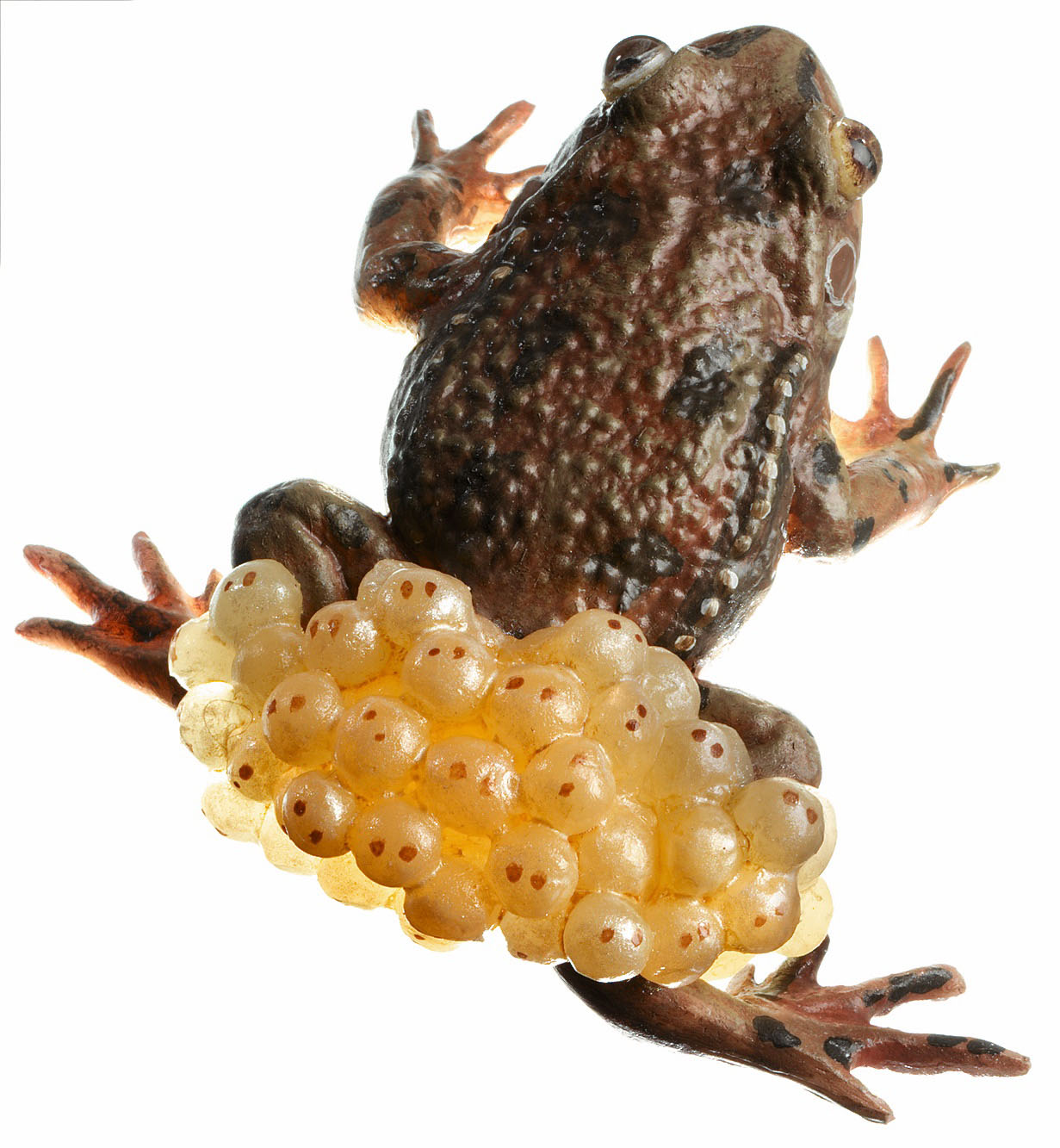 Midwife Toad With Spawn, Male - Adam,Rouilly
