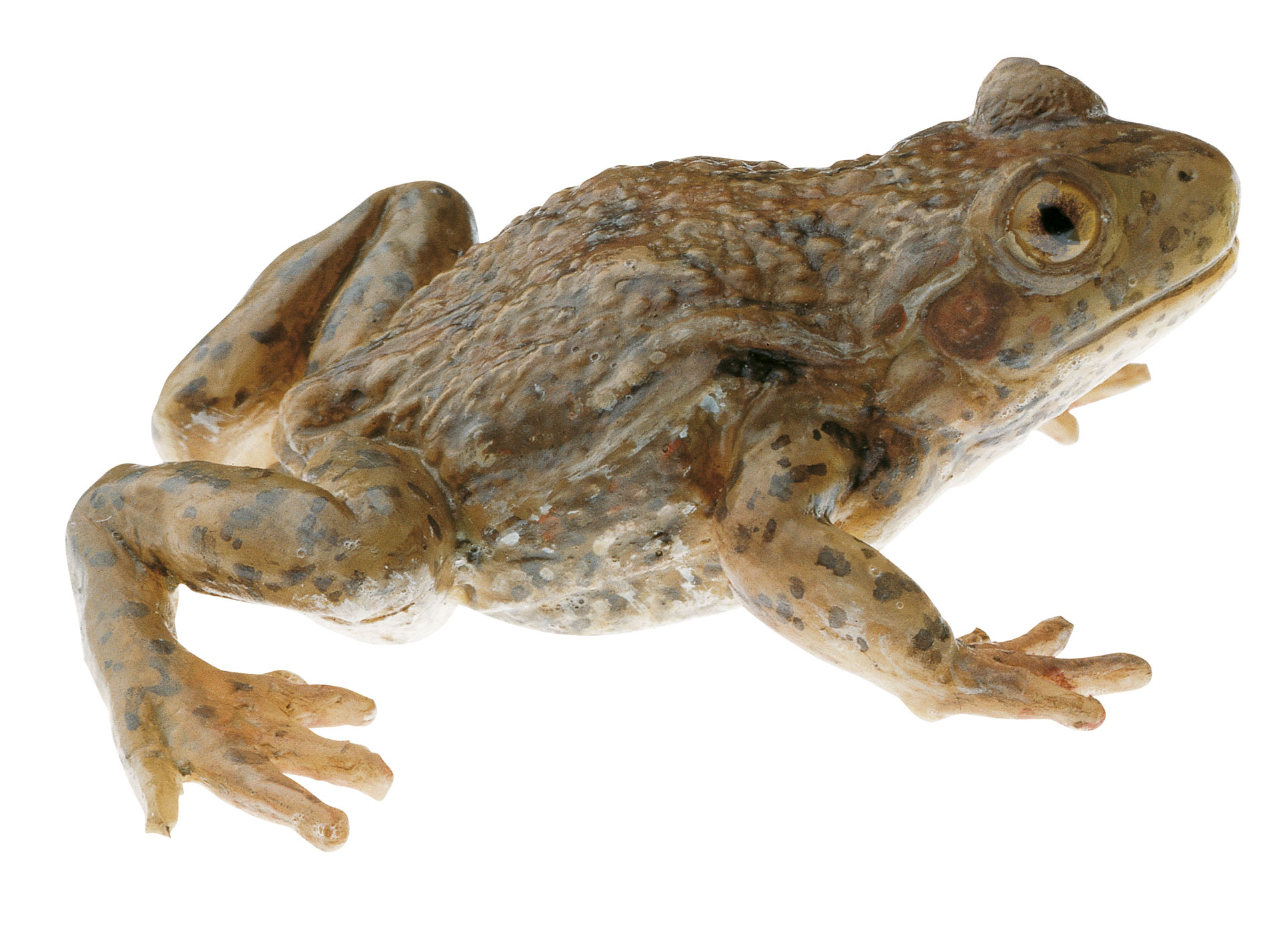Midwife Toad, Female - Adam,Rouilly