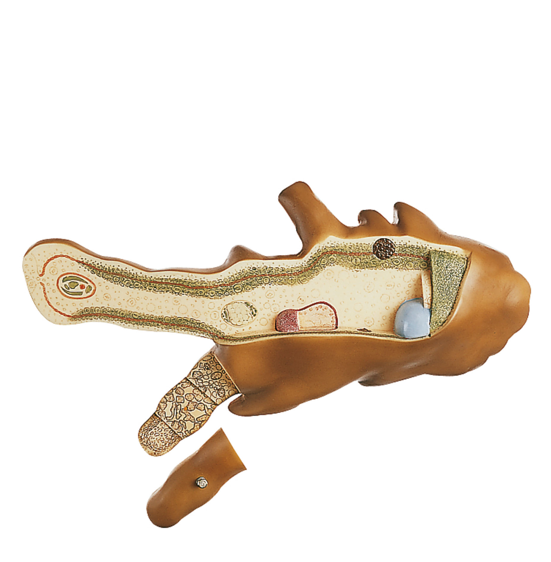 Amoeba - Adam,Rouilly