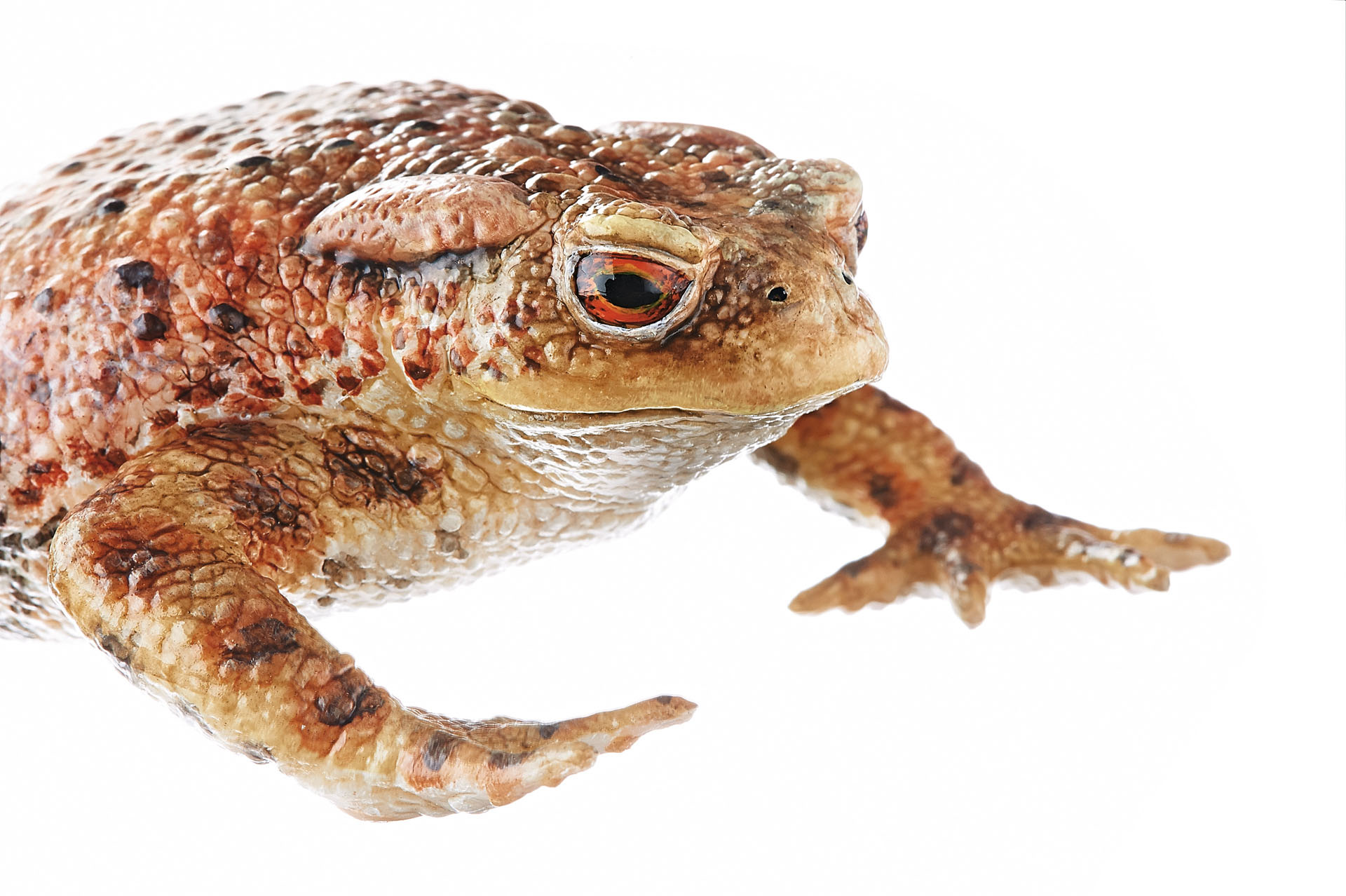 Common Toad, Female - Adam,Rouilly