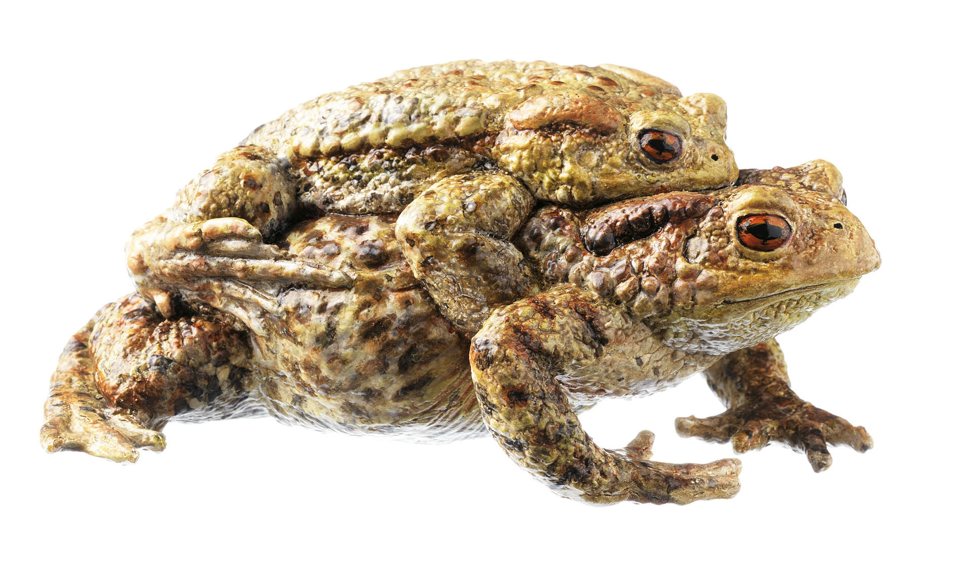 Common Toad, Pair in Amplexus - Adam,Rouilly