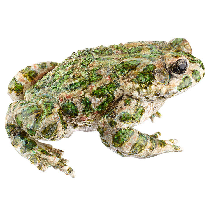 Green Toad, Male - Adam,Rouilly