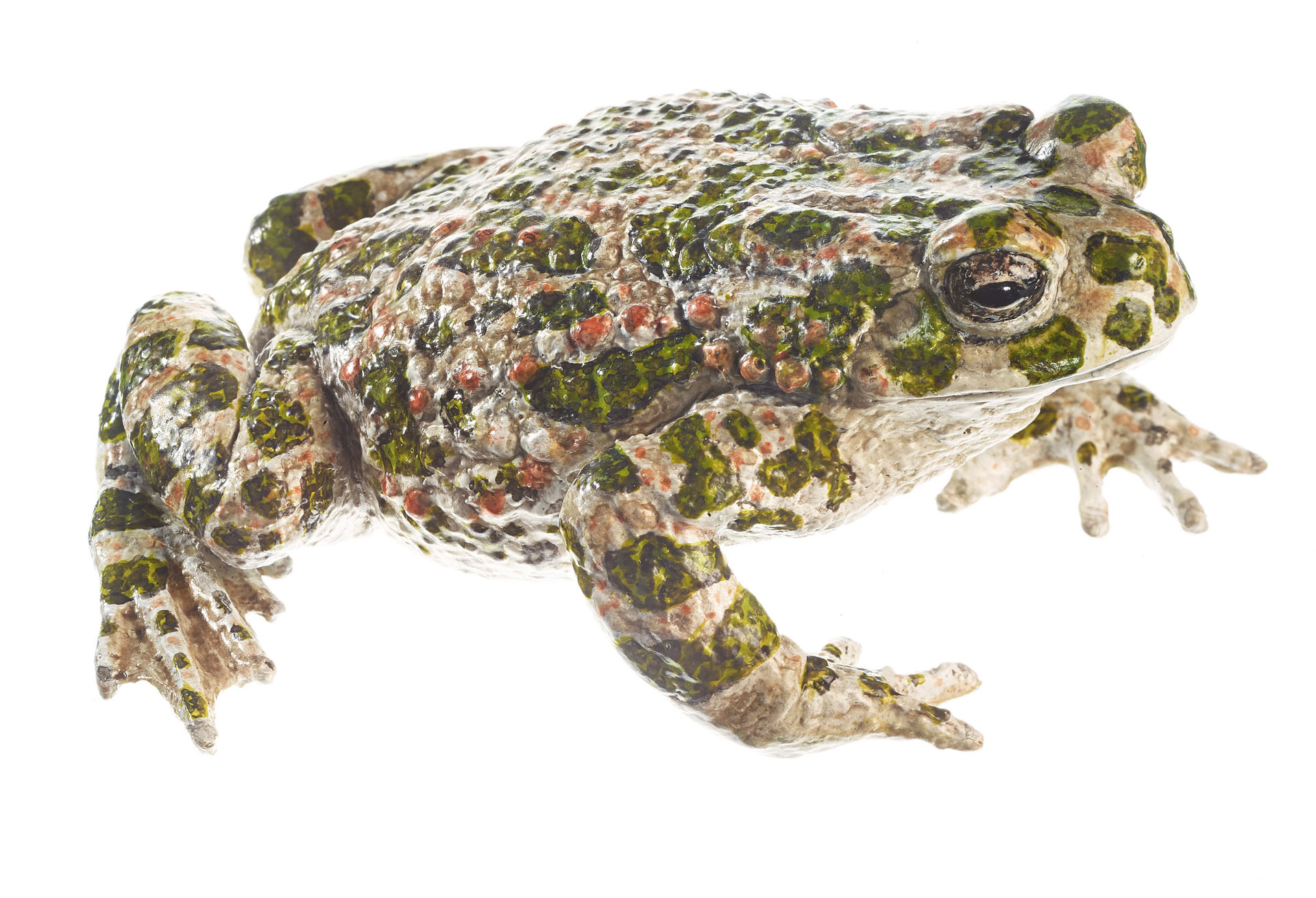 Green Toad, Female - Adam,Rouilly