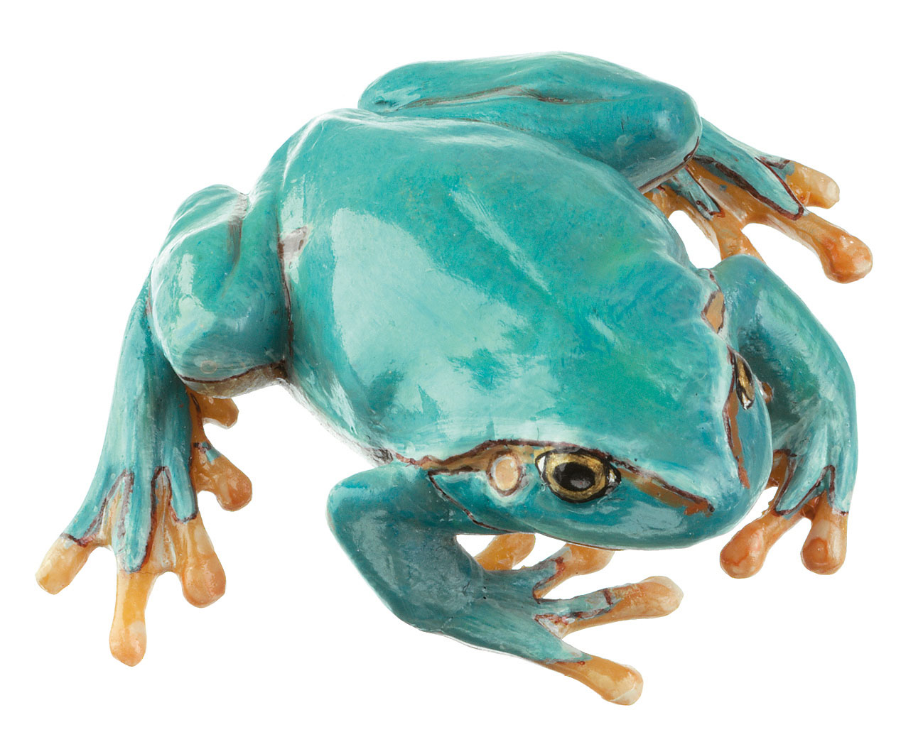 Common Tree Frog Normal Posture Rare Light Blue Morph, Female - Adam ...