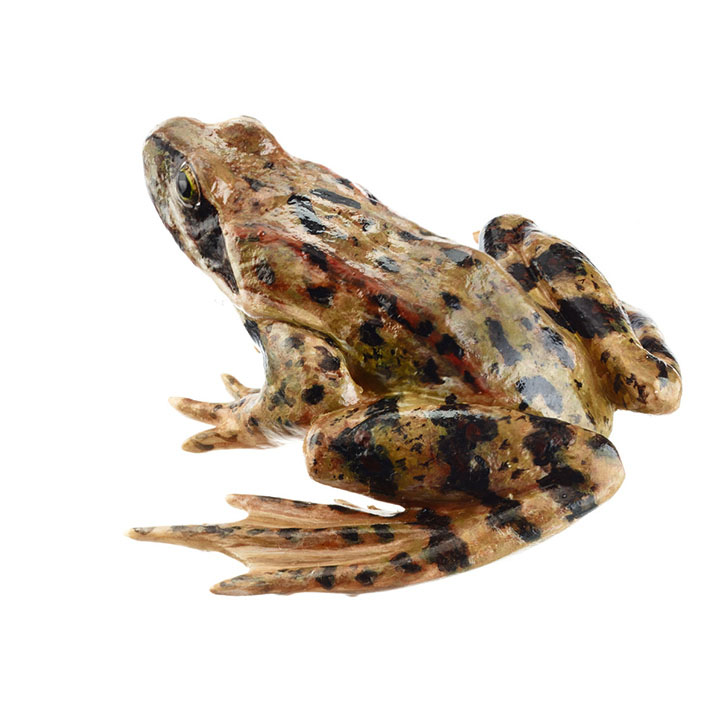 Common Frog, Male - Adam,Rouilly