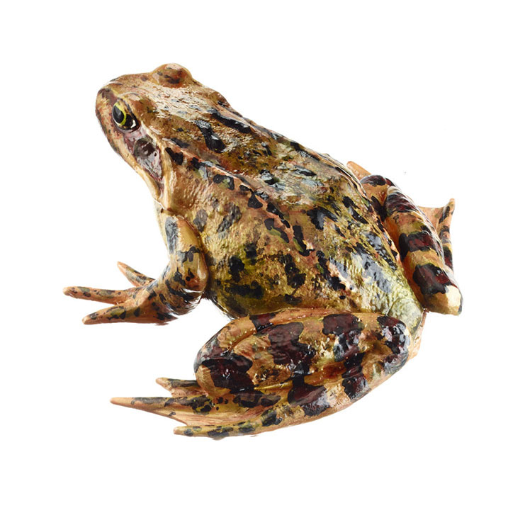 Common Frog, Female - Adam,Rouilly