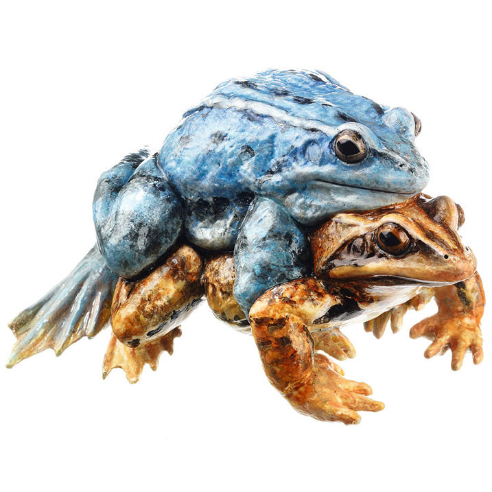 Moor Frog, Pair in Amplexus - Adam,Rouilly