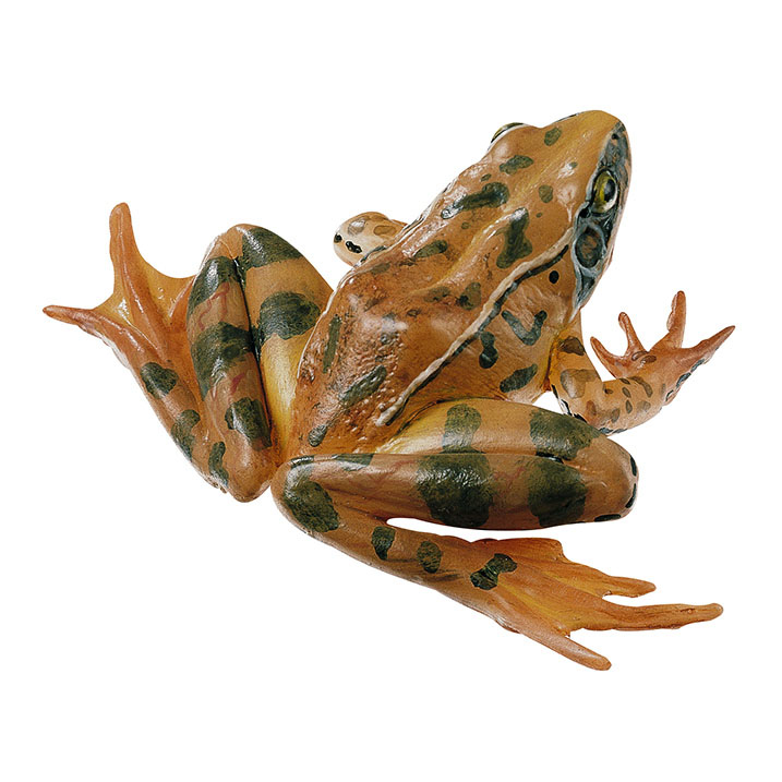 Agile Frog - Adam,Rouilly