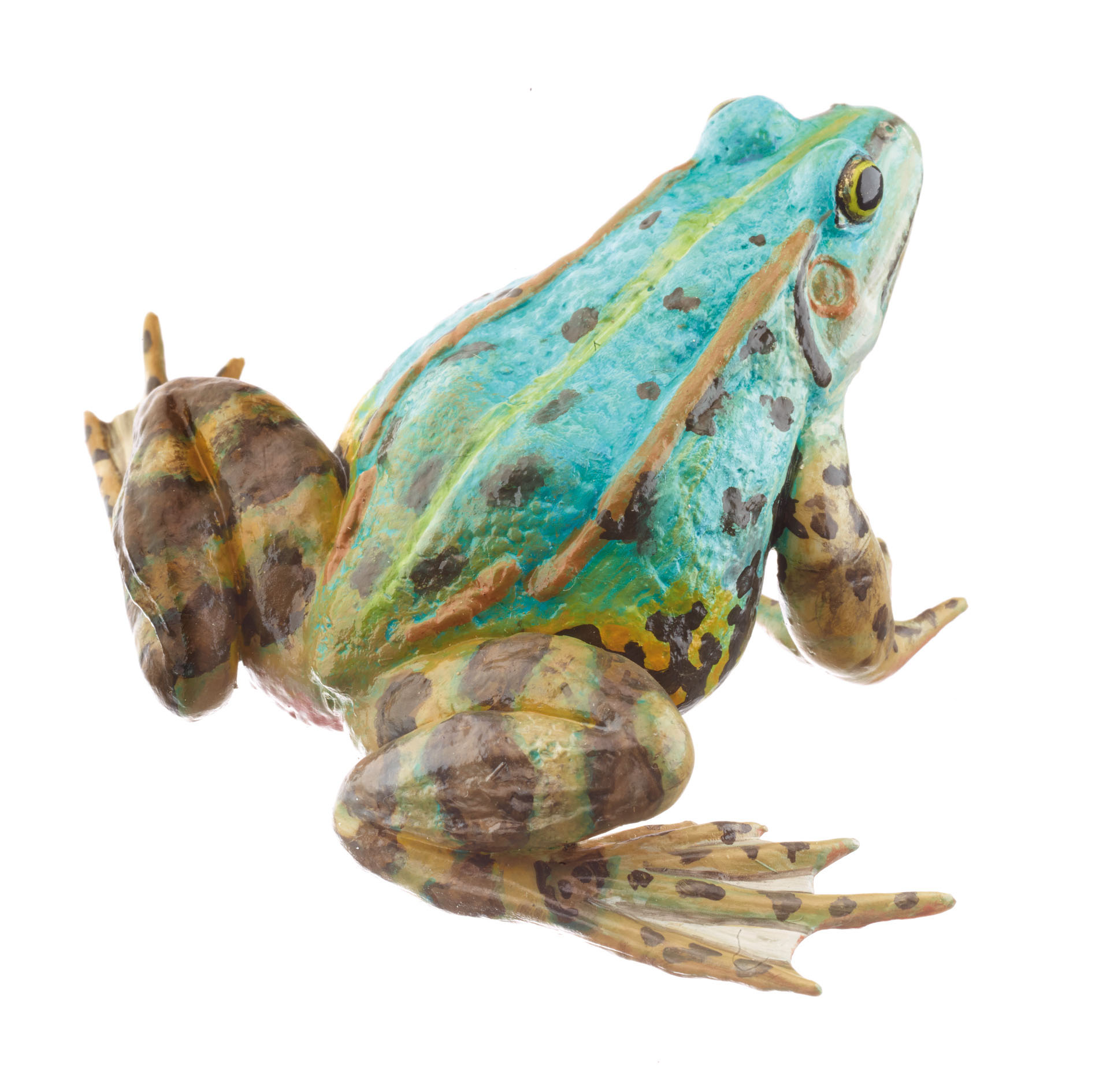 Pool Frog Bluish Morph, Female - Adam,Rouilly