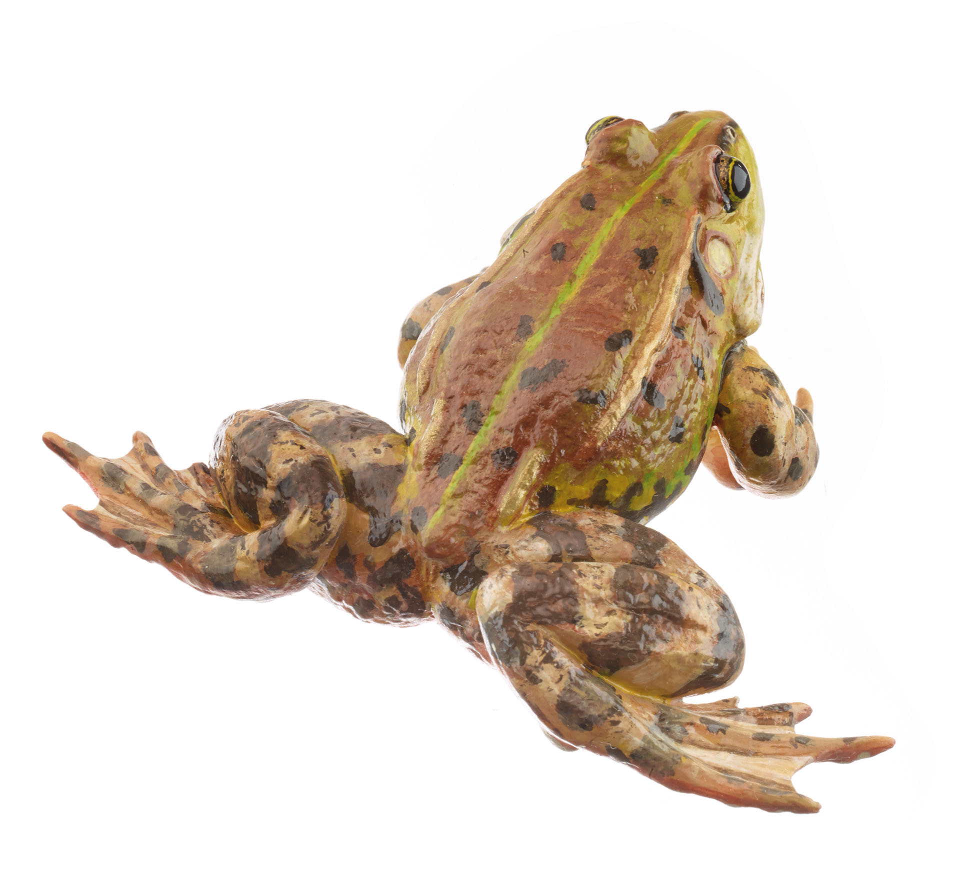 Pool Frog Brownish Morph, Male - Adam,Rouilly