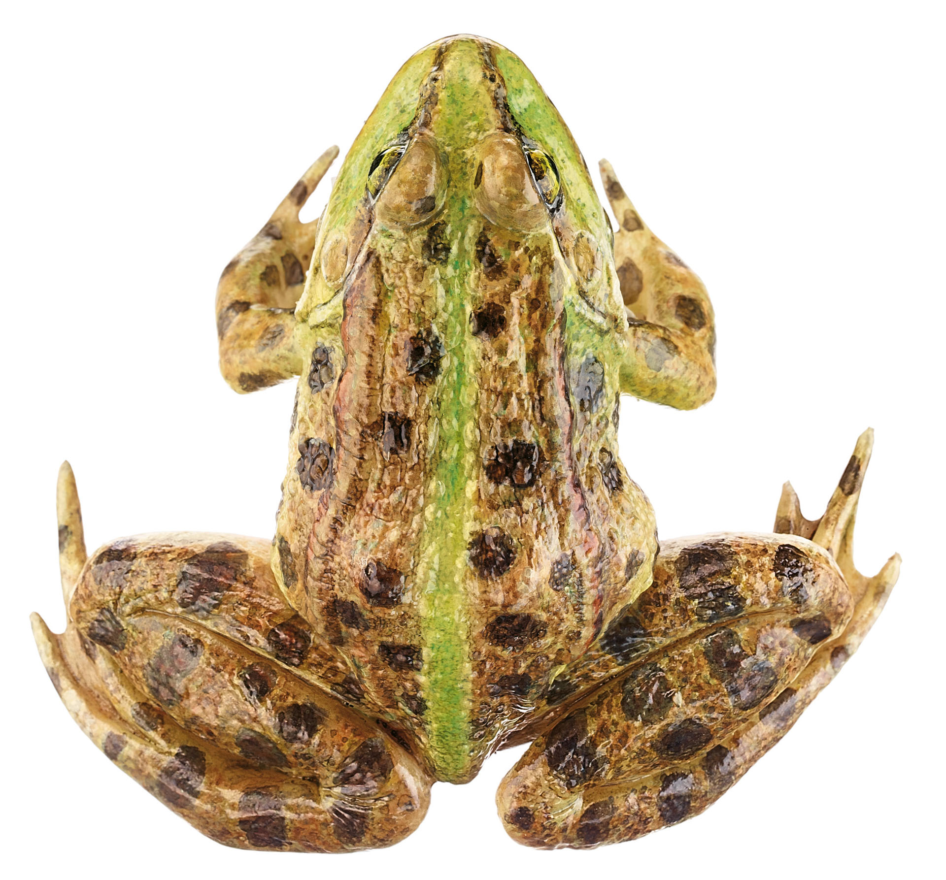 Marsh Frog - Adam,Rouilly