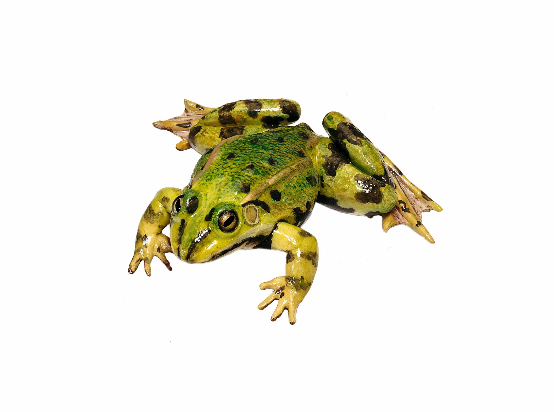 Edible Frog, Male - Adam,Rouilly