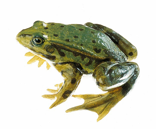 Edible Frog, Male - Adam,Rouilly