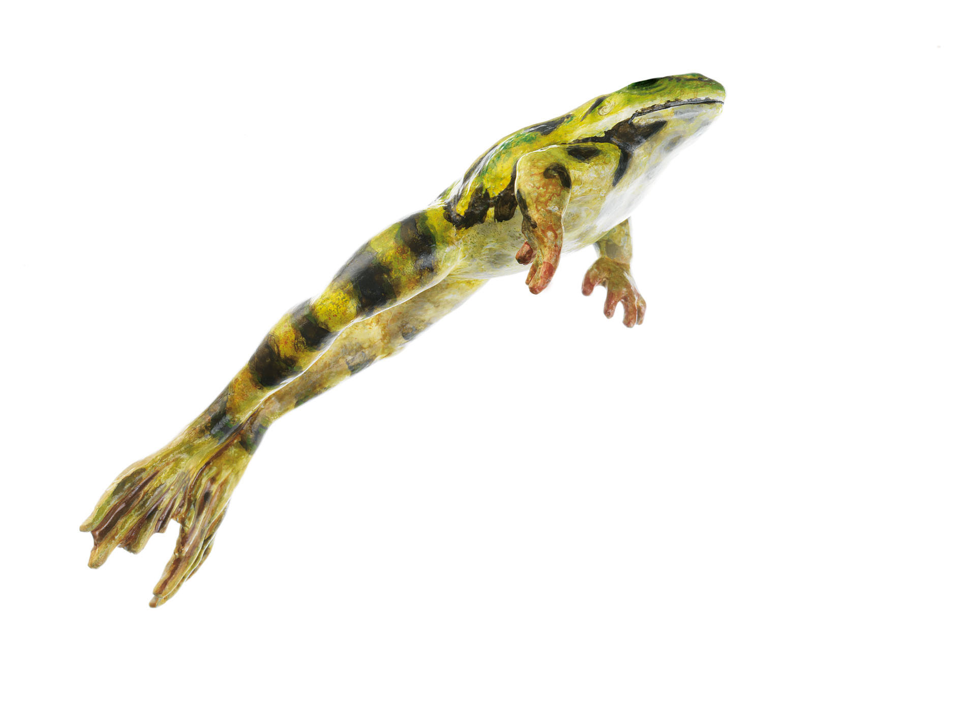 Jumping Edible Frog, Male - Adam,Rouilly