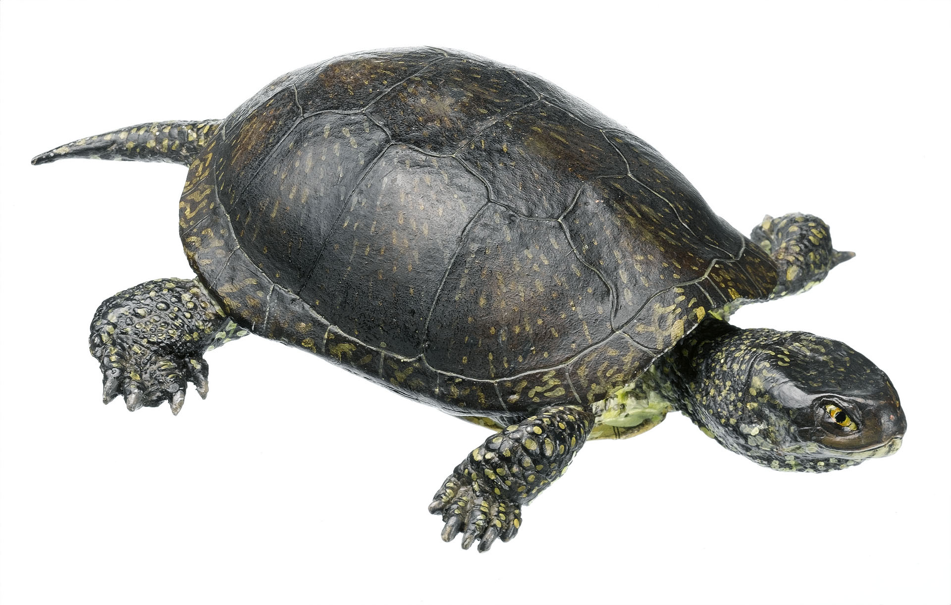 European Pond Turtle, Male - Adam,Rouilly