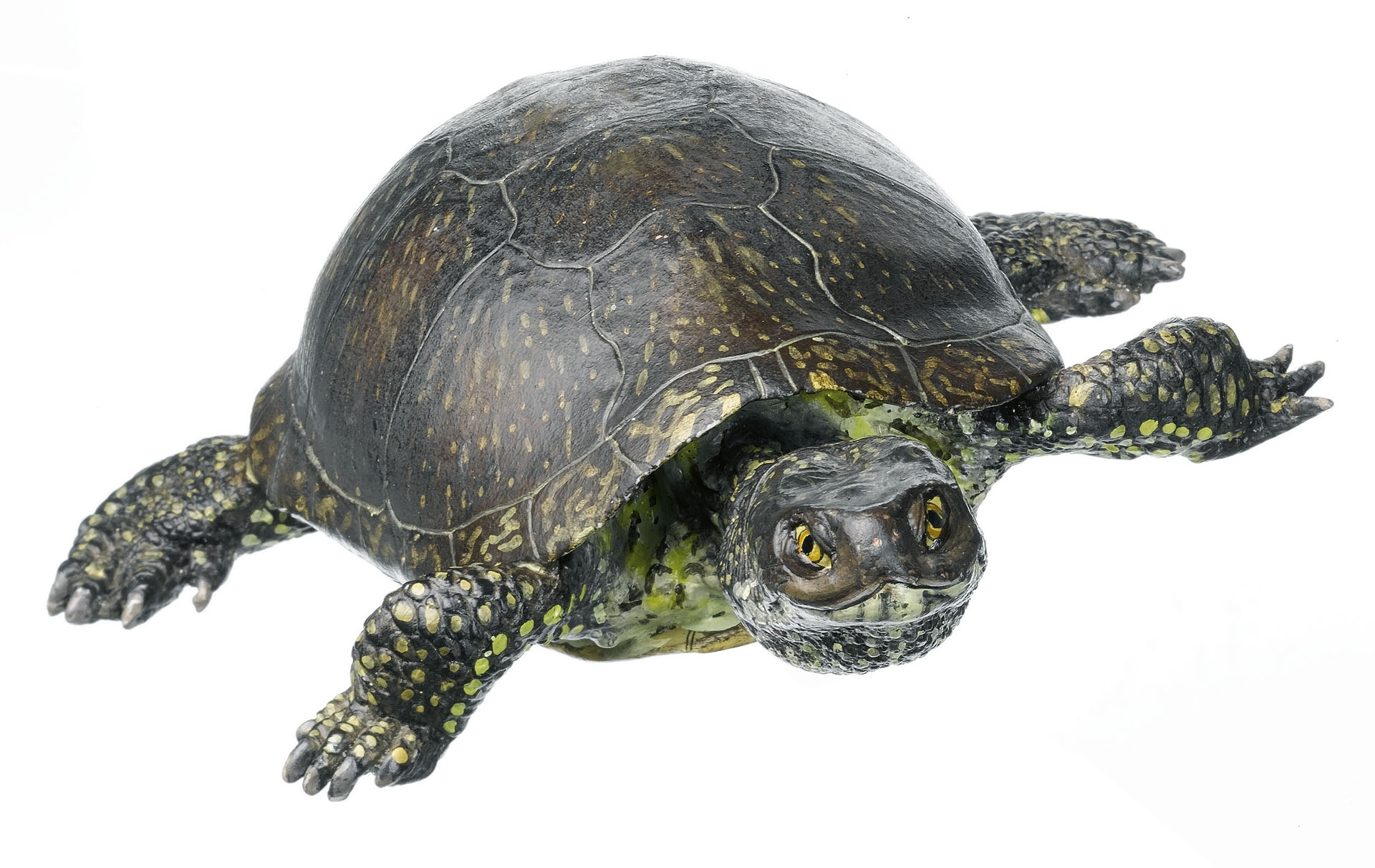 European Pond Turtle, Male - Adam,Rouilly