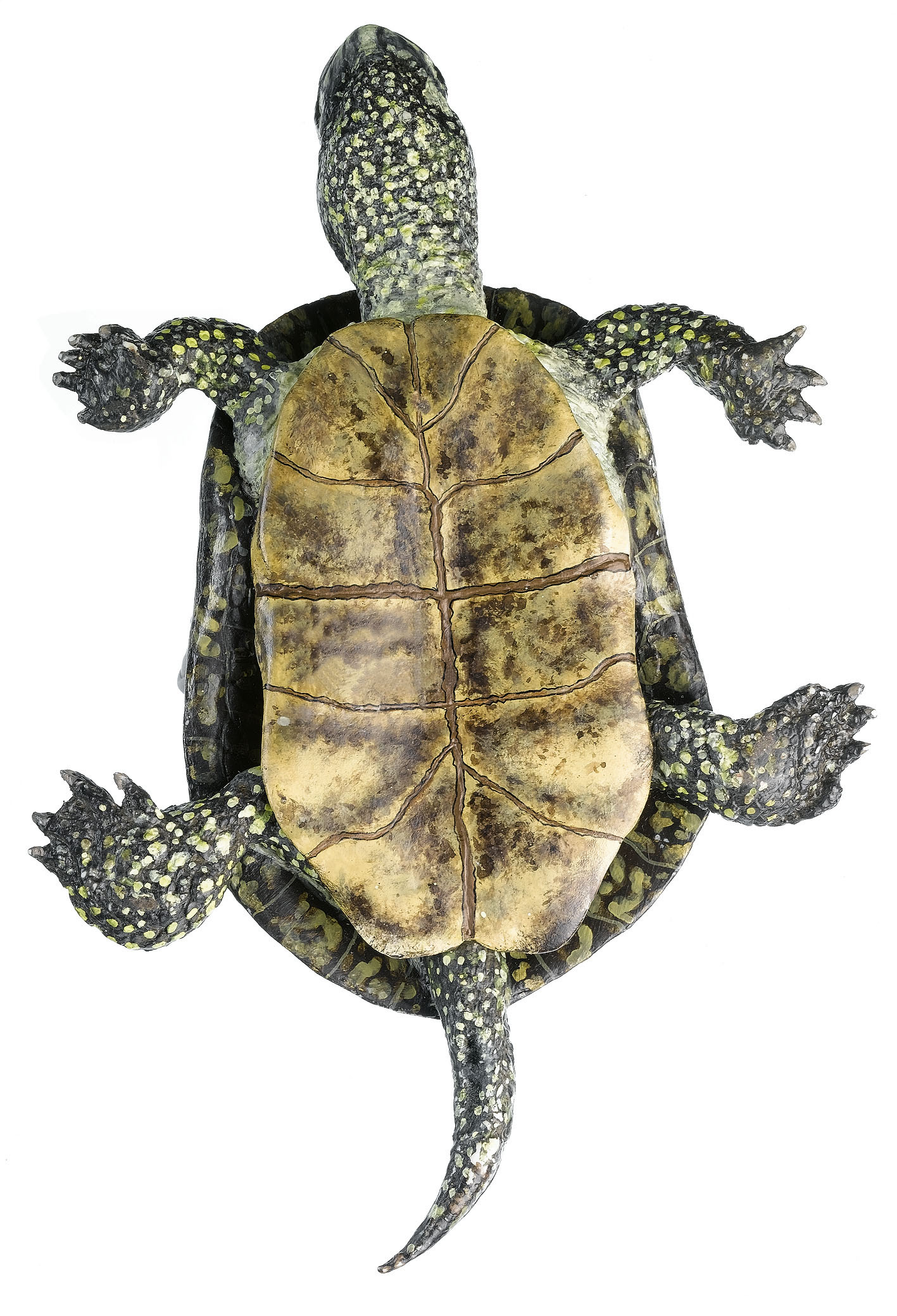 European Pond Turtle, Male - Adam,Rouilly