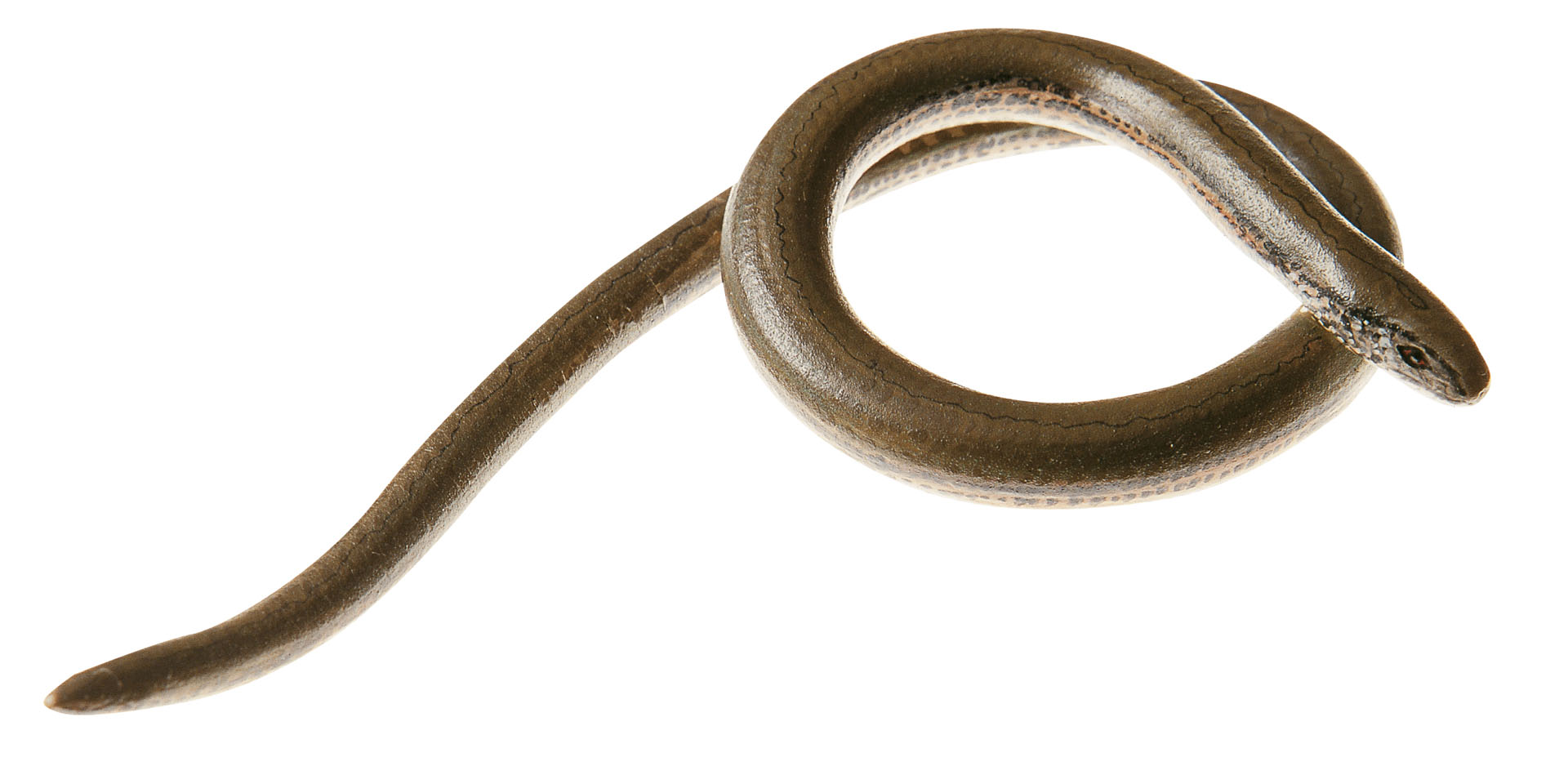 Slow Worm - Adam,Rouilly