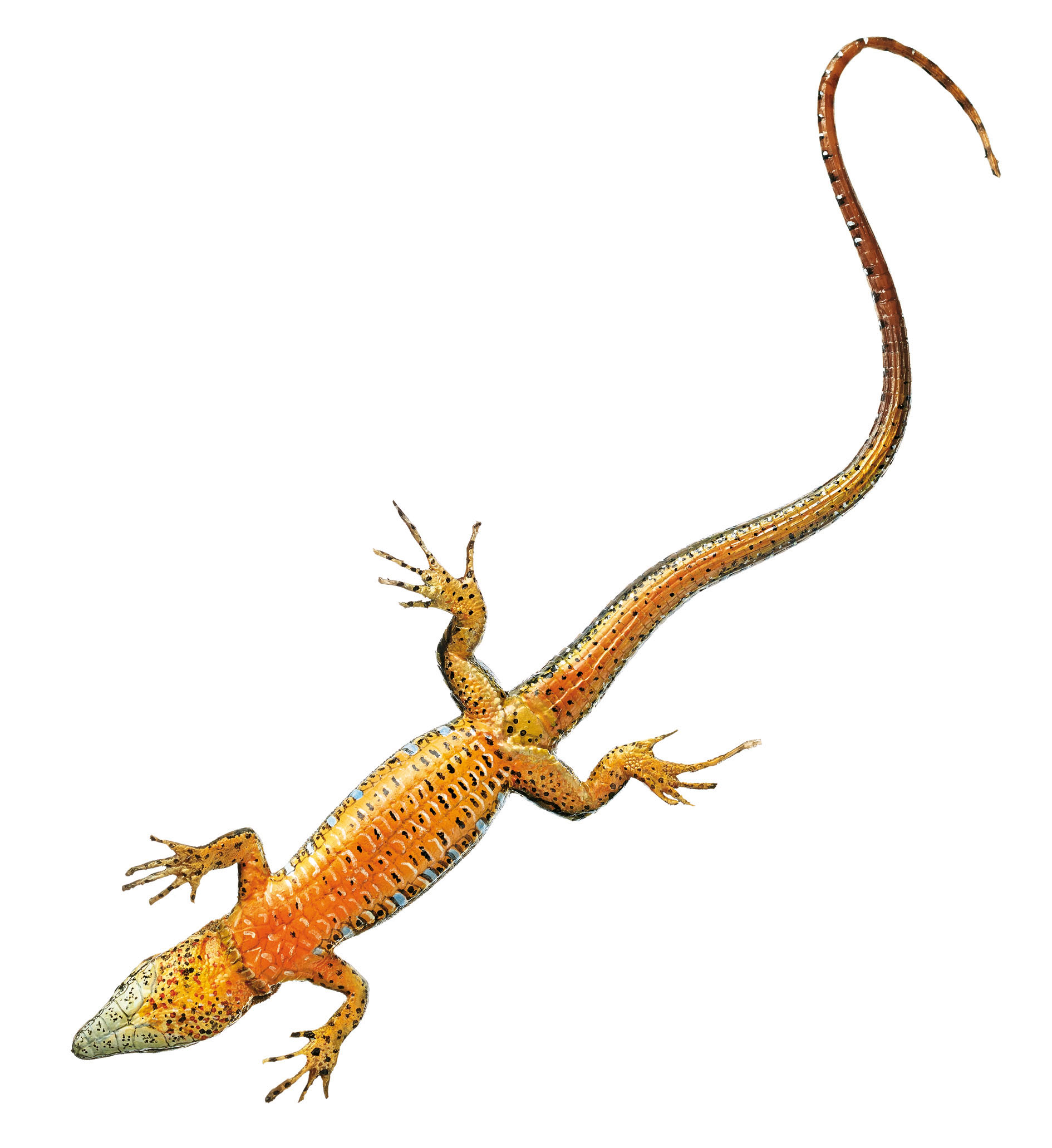 Common Wall Lizard, Male - Adam,Rouilly