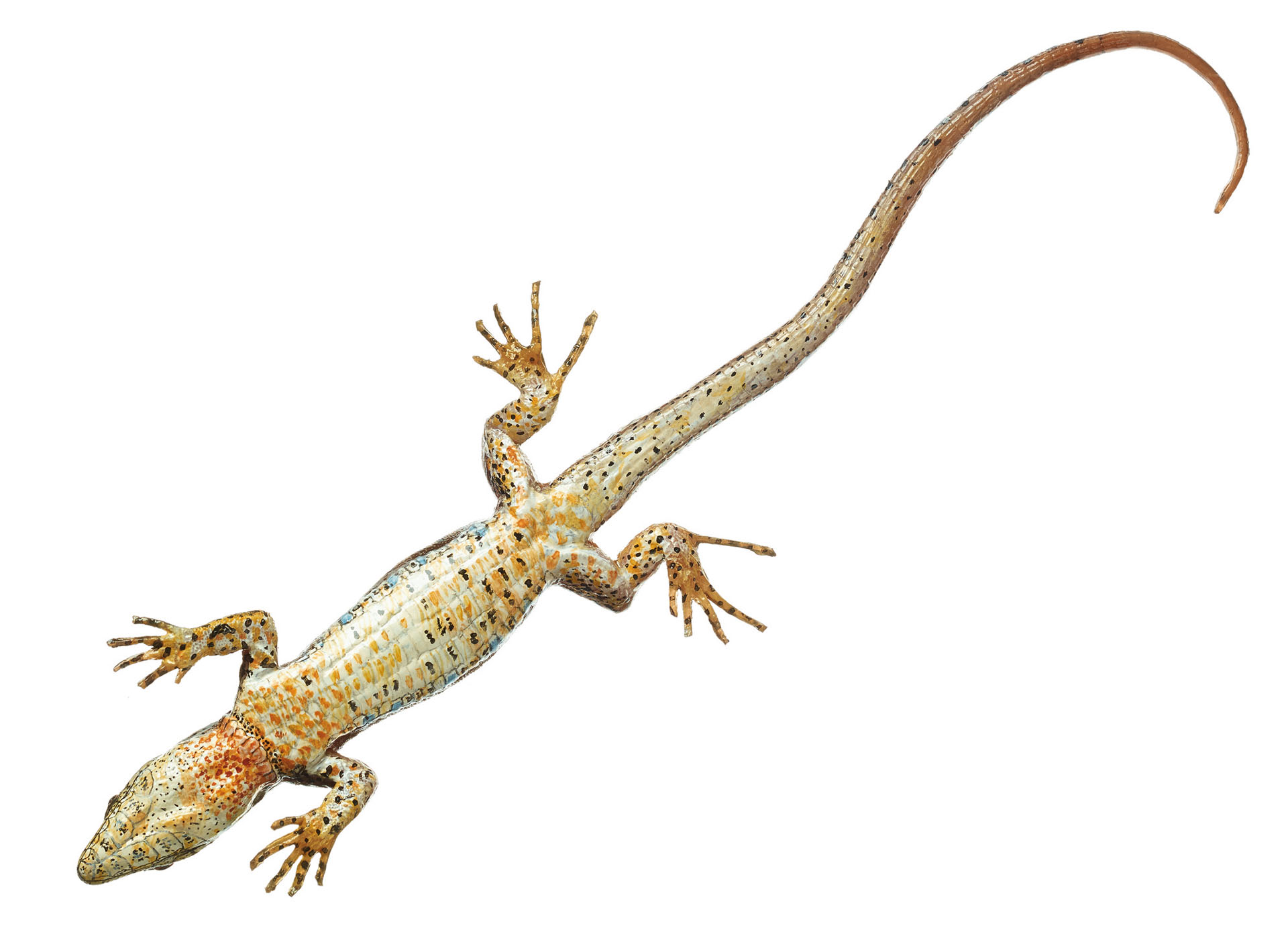 Common Wall Lizard, Female - Adam,Rouilly