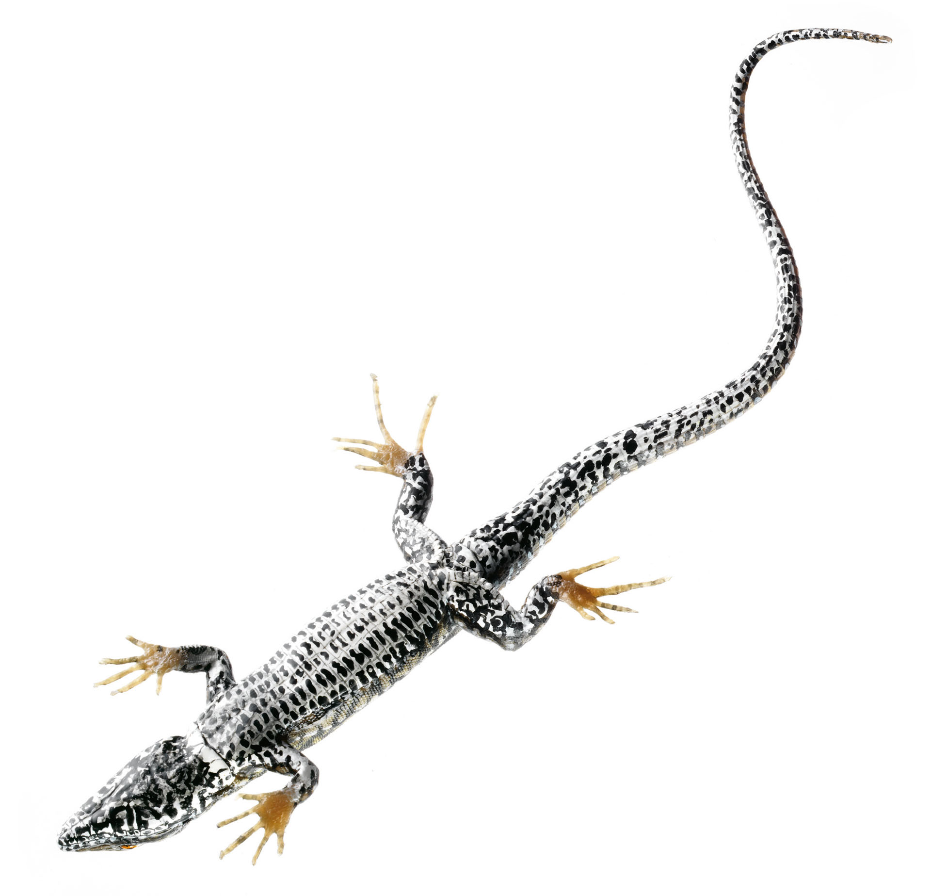 Common Wall Lizard, Male - Adam,Rouilly