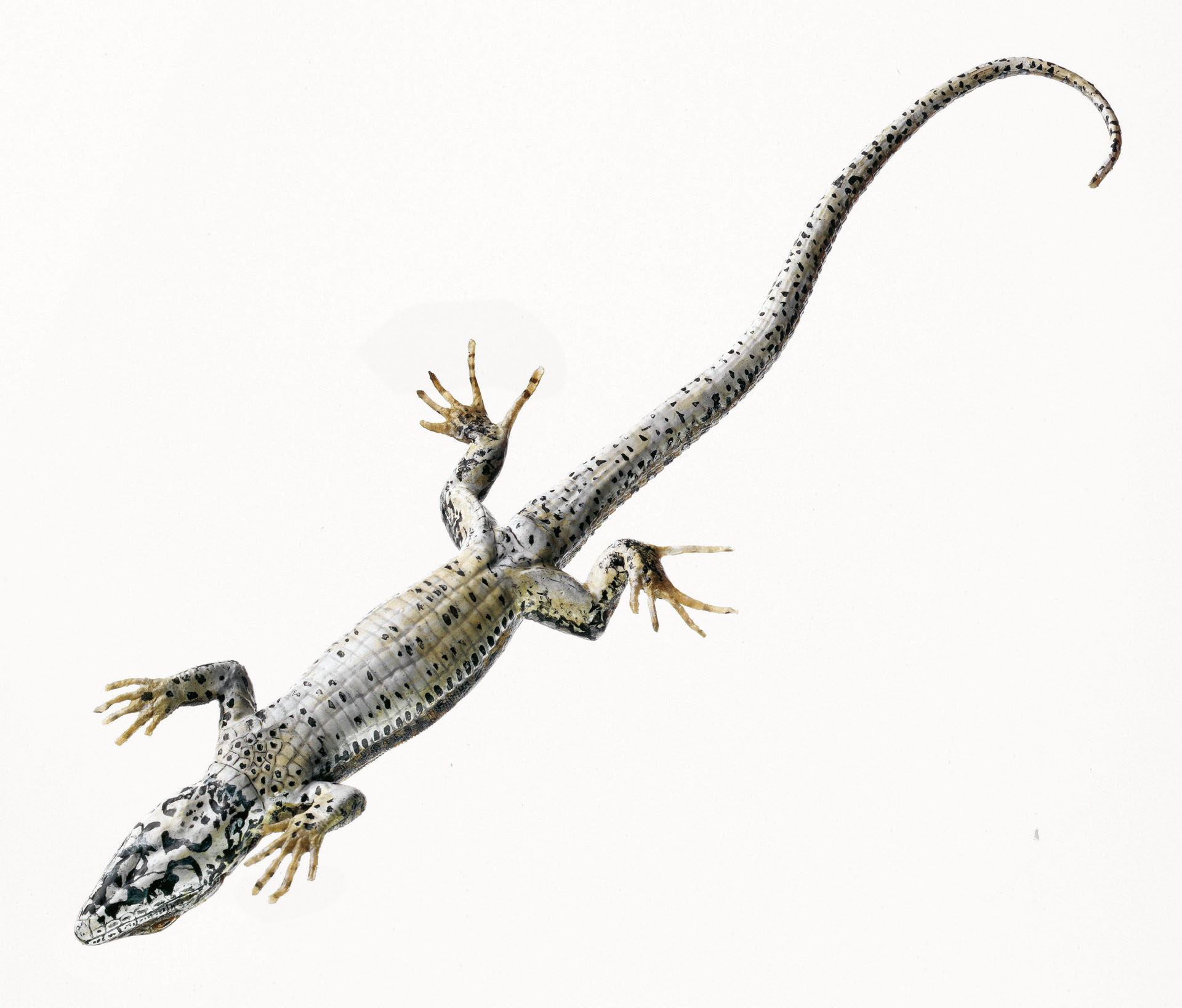 Common Wall Lizard, Female - Adam,Rouilly