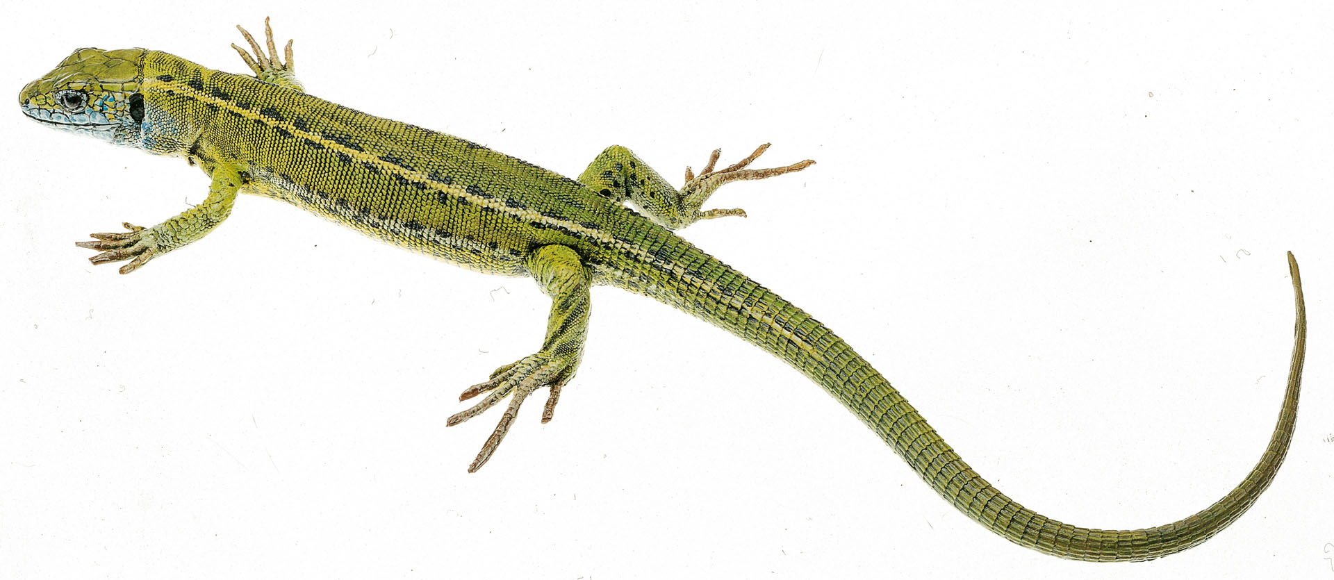 Green Lizard, Female (Half-Grown) - Adam,Rouilly