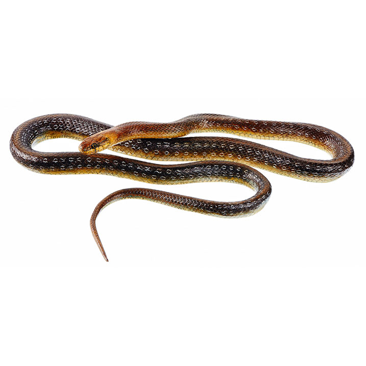 Aesculapian Snake, Male - Adam,Rouilly