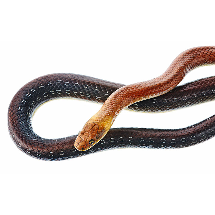 Aesculapian Snake Variant With Light Brown Front Of The Body, Male ...