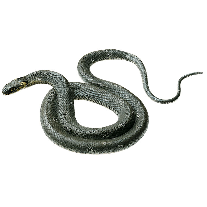 Grass Snake, Female | Adam,Rouilly