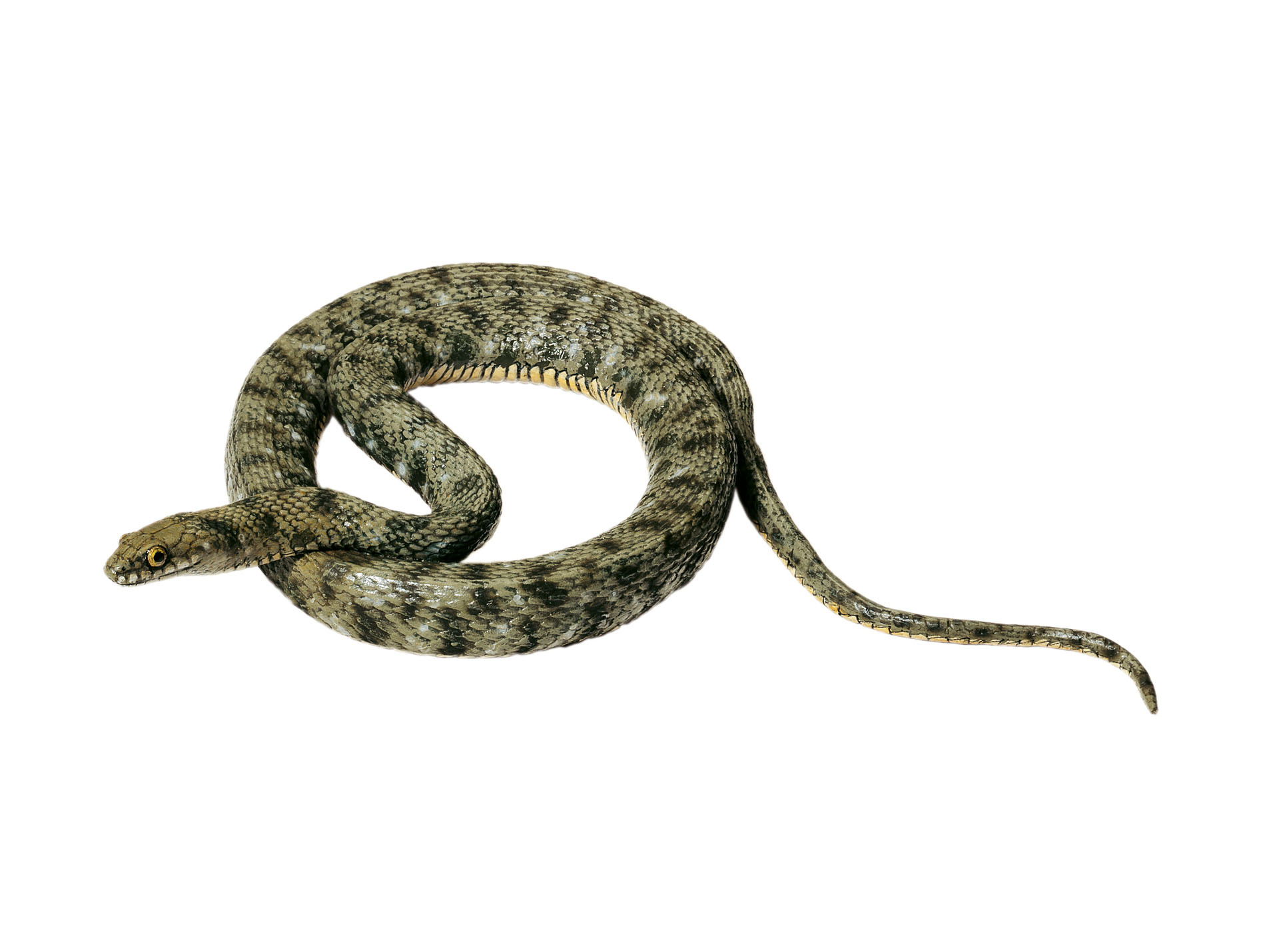 Reptiles | Adam,Rouilly