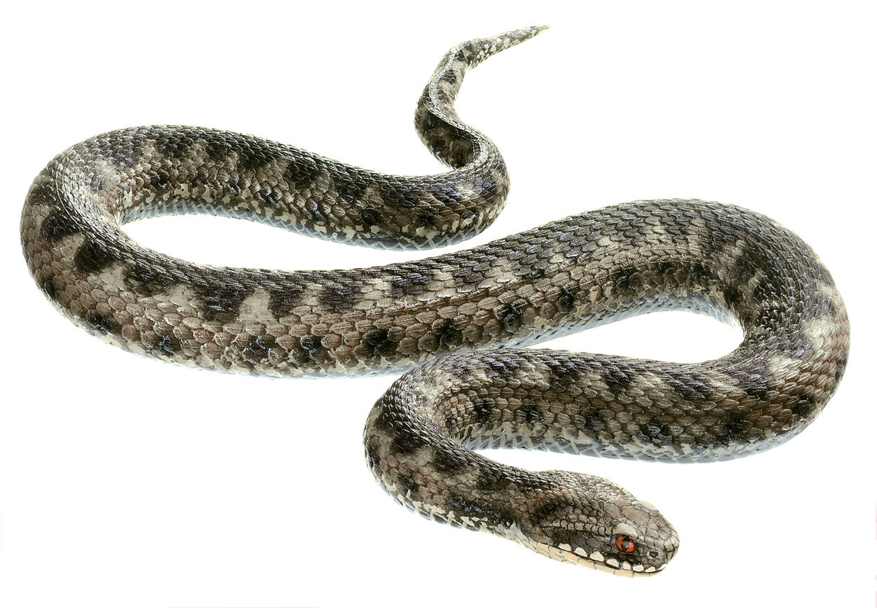 Common Viper Also Called Adder, Adult Male - Adam,Rouilly