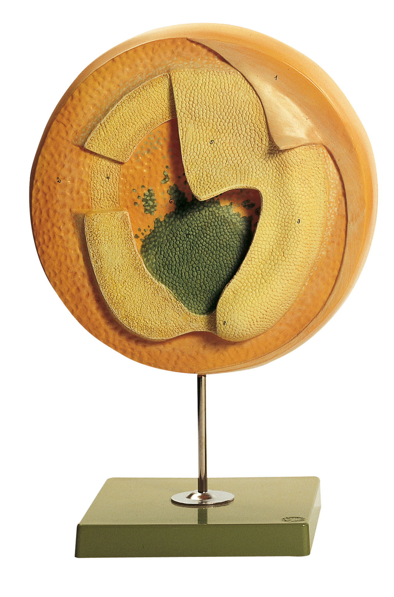 Blastodisc of a Fertilised but Nonincubated Chicken Egg - Adam,Rouilly