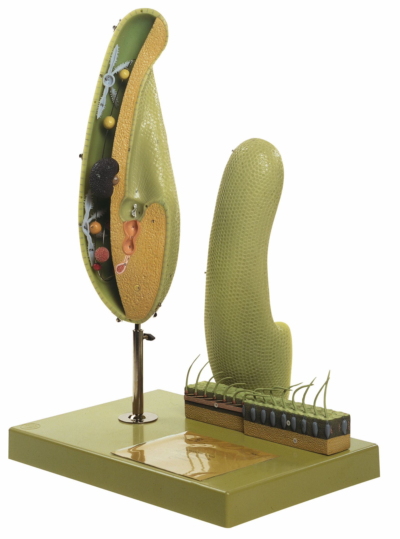 Paramecium - Adam,Rouilly