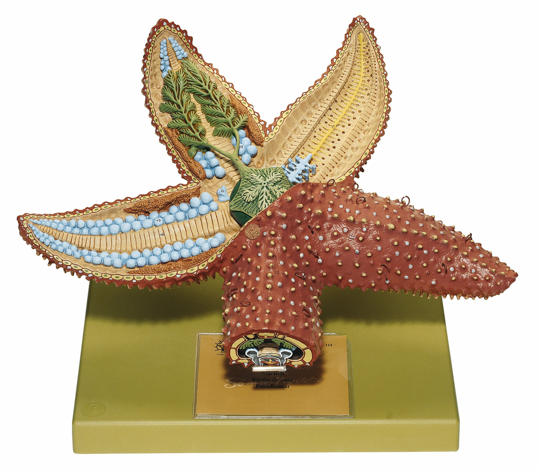 Common Starfish - Adam,Rouilly