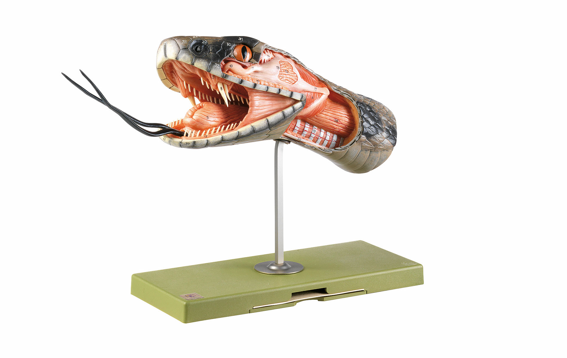 Anatomy of the Head of a Snake - Adam,Rouilly