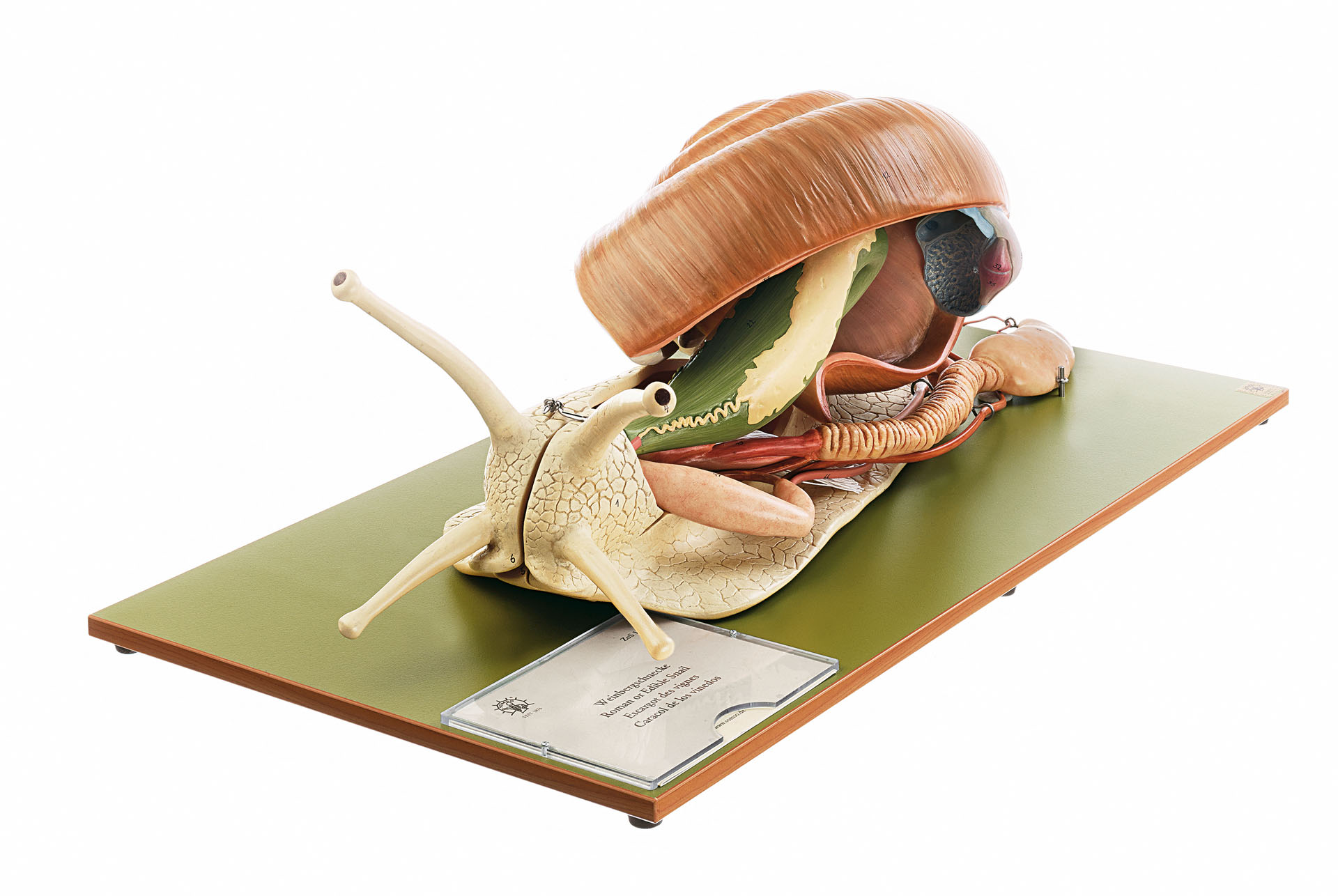 Roman Snail - Adam,Rouilly