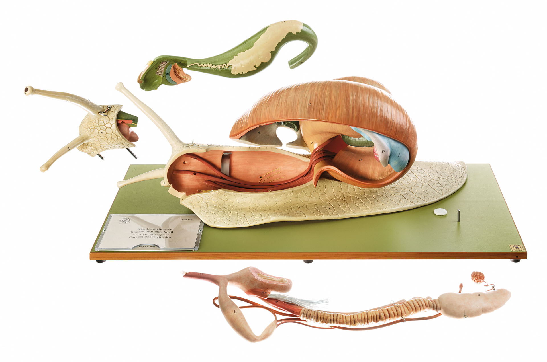 Roman Snail - Adam,Rouilly