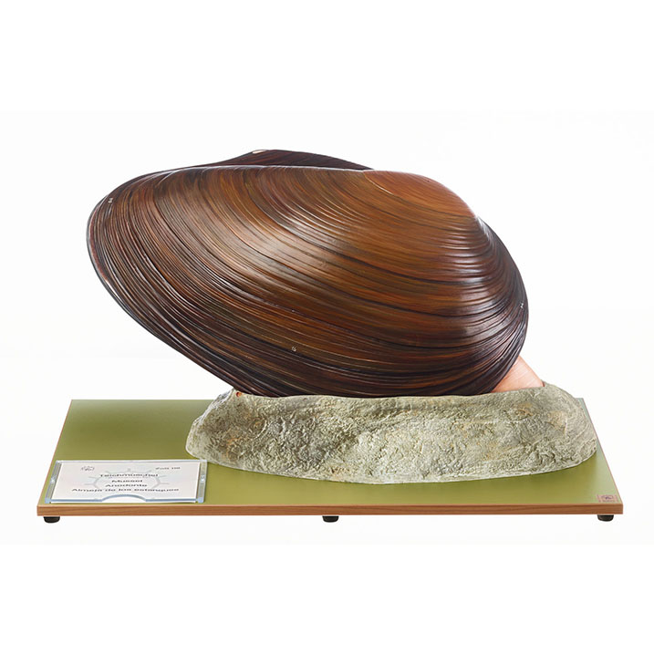 Swan Mussel - Adam,Rouilly