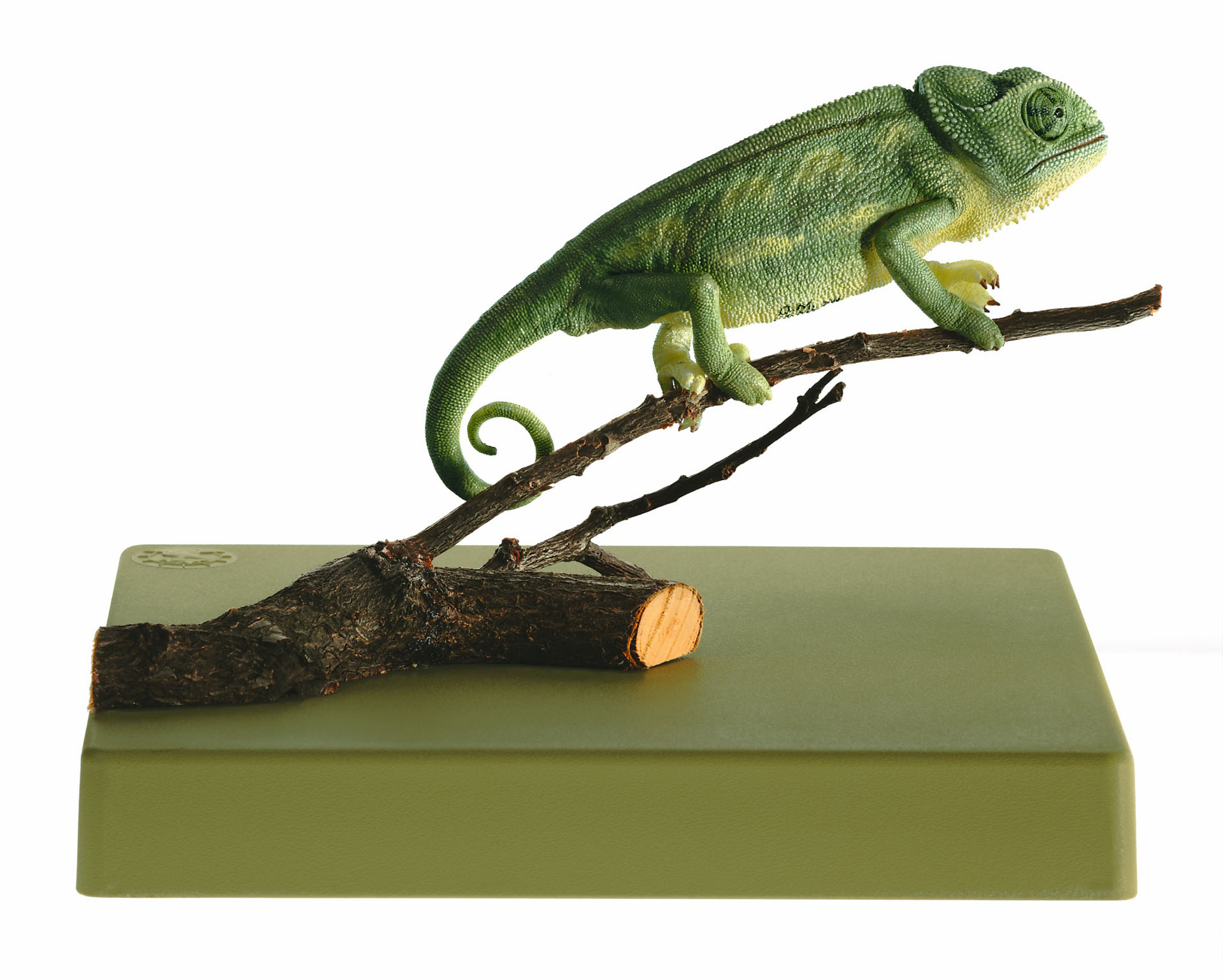 Mediterranean Chameleon - Adam,Rouilly