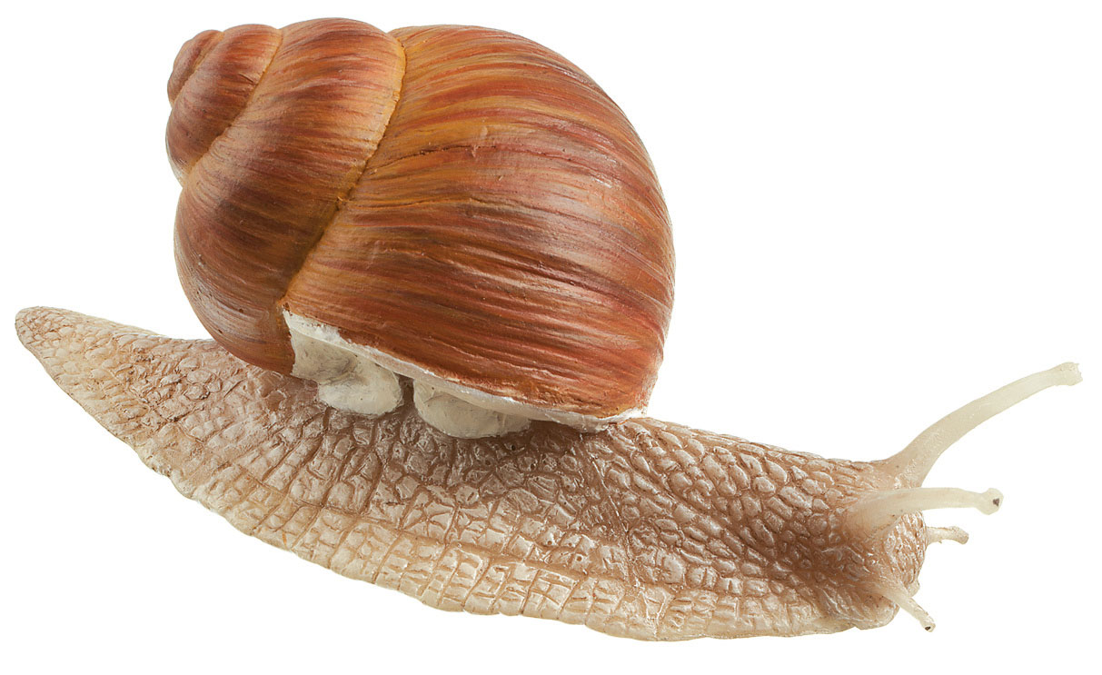 Roman Snail - Adam,Rouilly