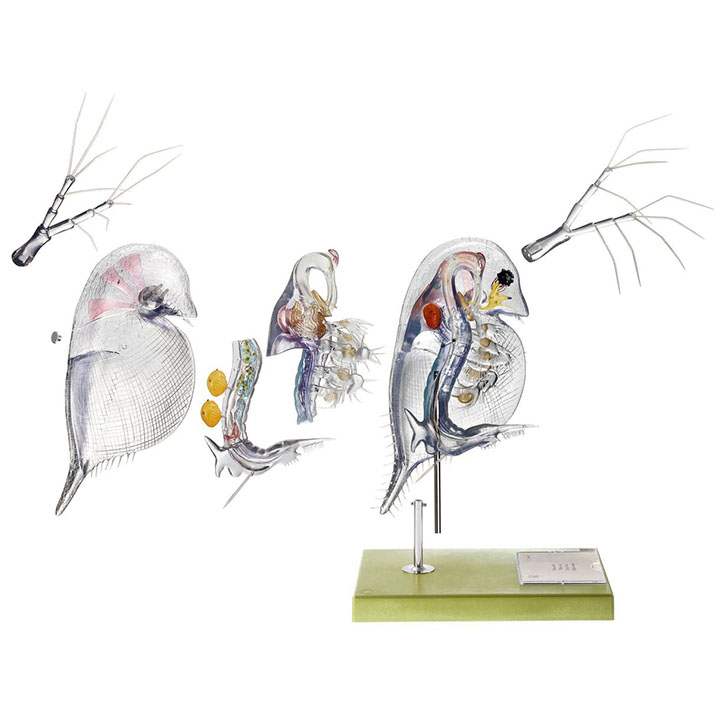 Model of a Water Flea - Adam,Rouilly