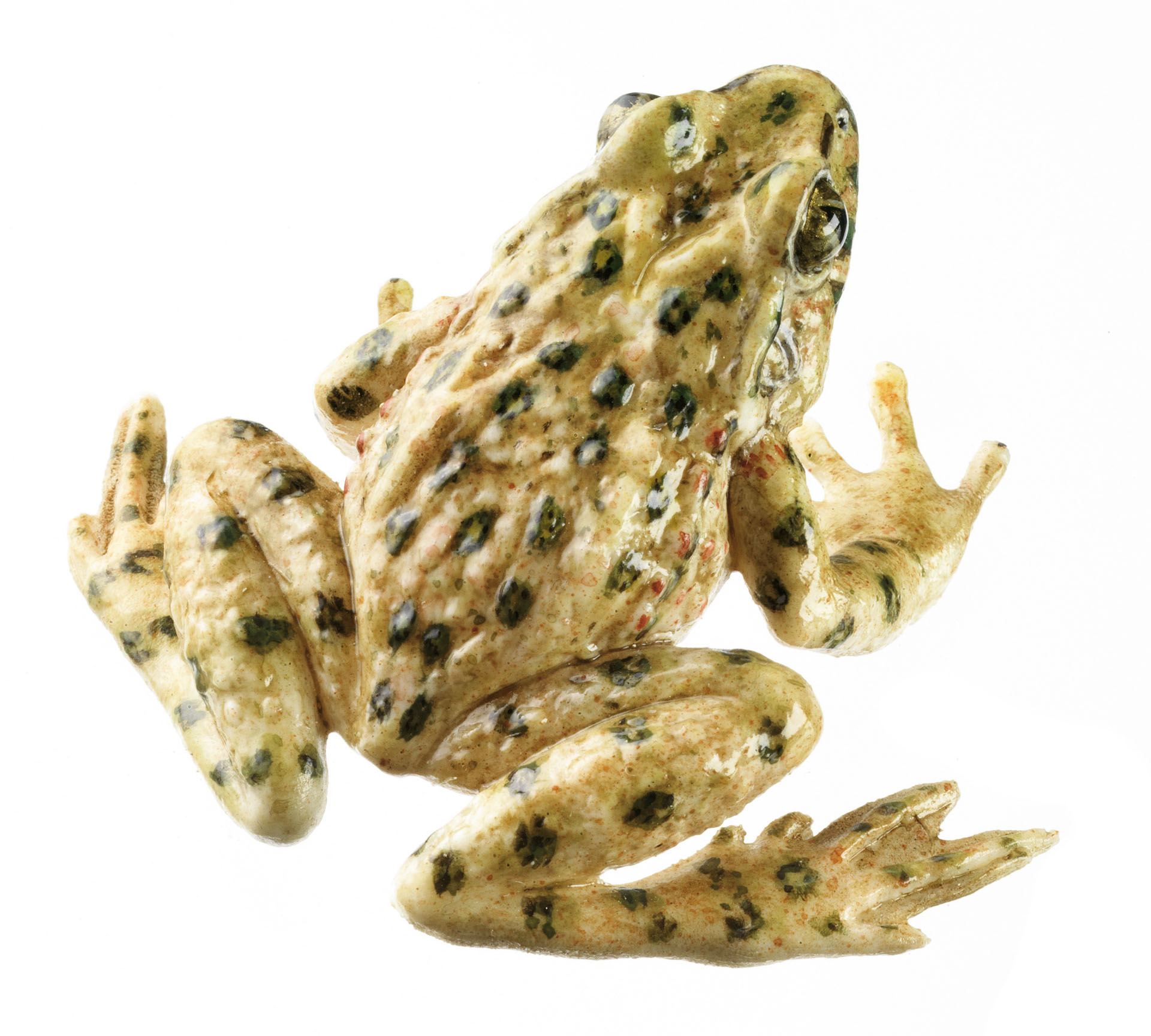 Common Parsley Frog, Female - Adam,Rouilly