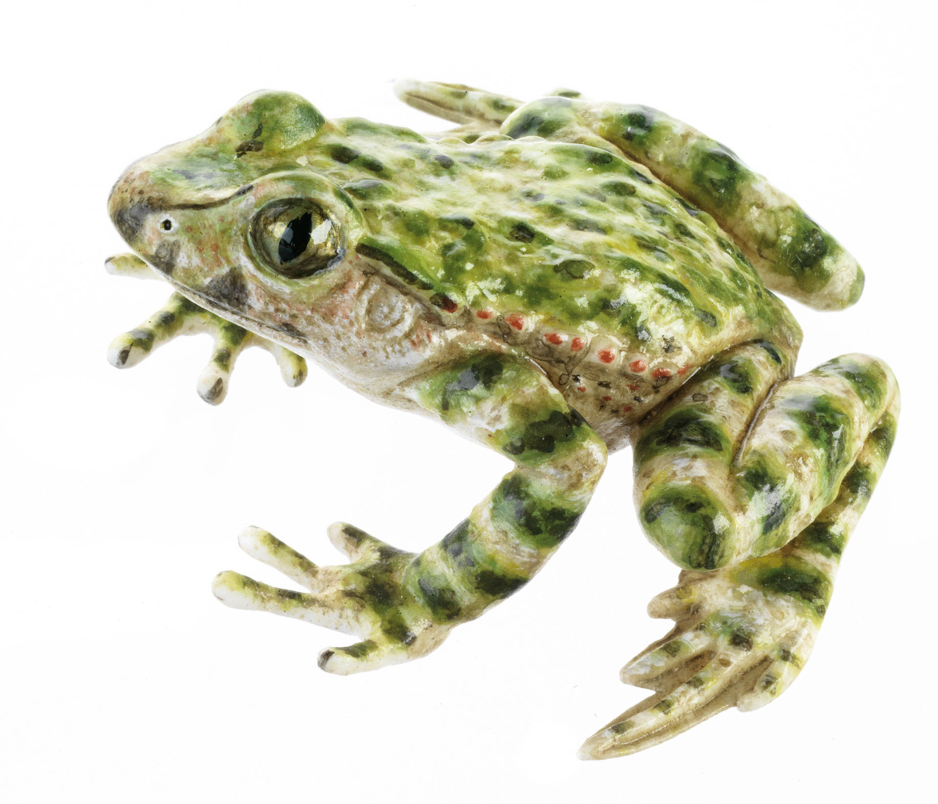 Common Parsley Frog, Female - Adam,Rouilly