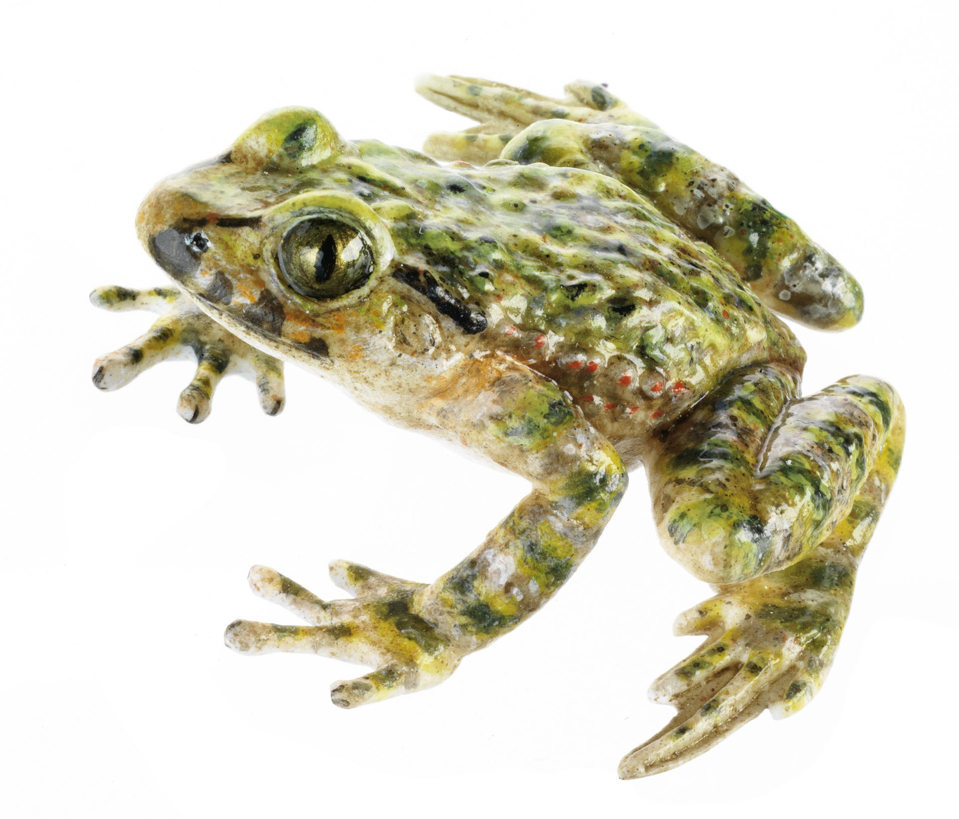 Common Parsley Frog, Female - Adam,Rouilly