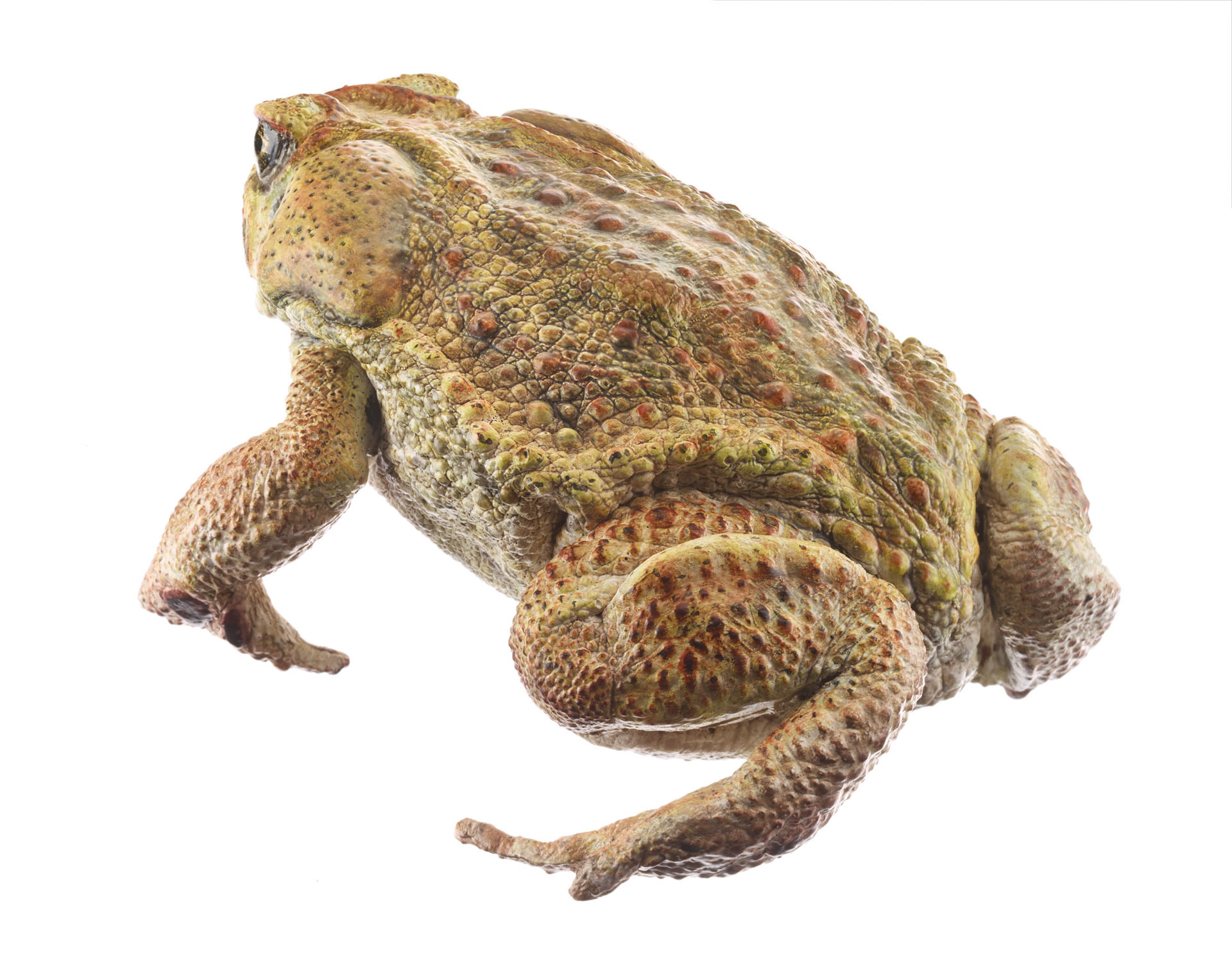 Cane Toad - Adam,Rouilly